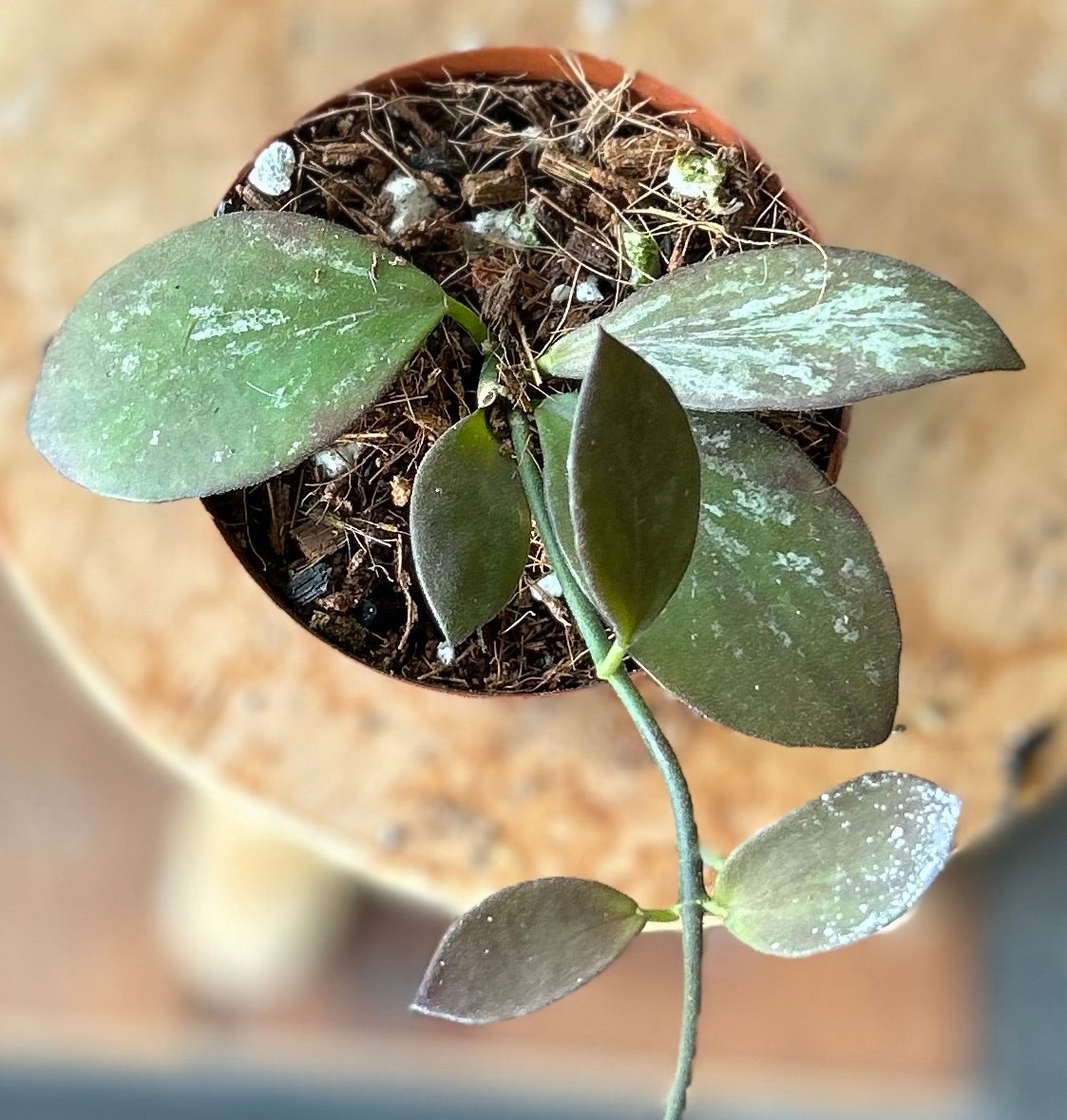 Hoya Collina Splash | Plantstay | Gainesville Houseplant Shop