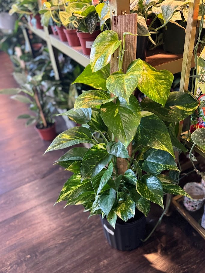 Epipremnum Aureum 'Golden Pothos' 8" Totem | Plantstay | Gainesville ...