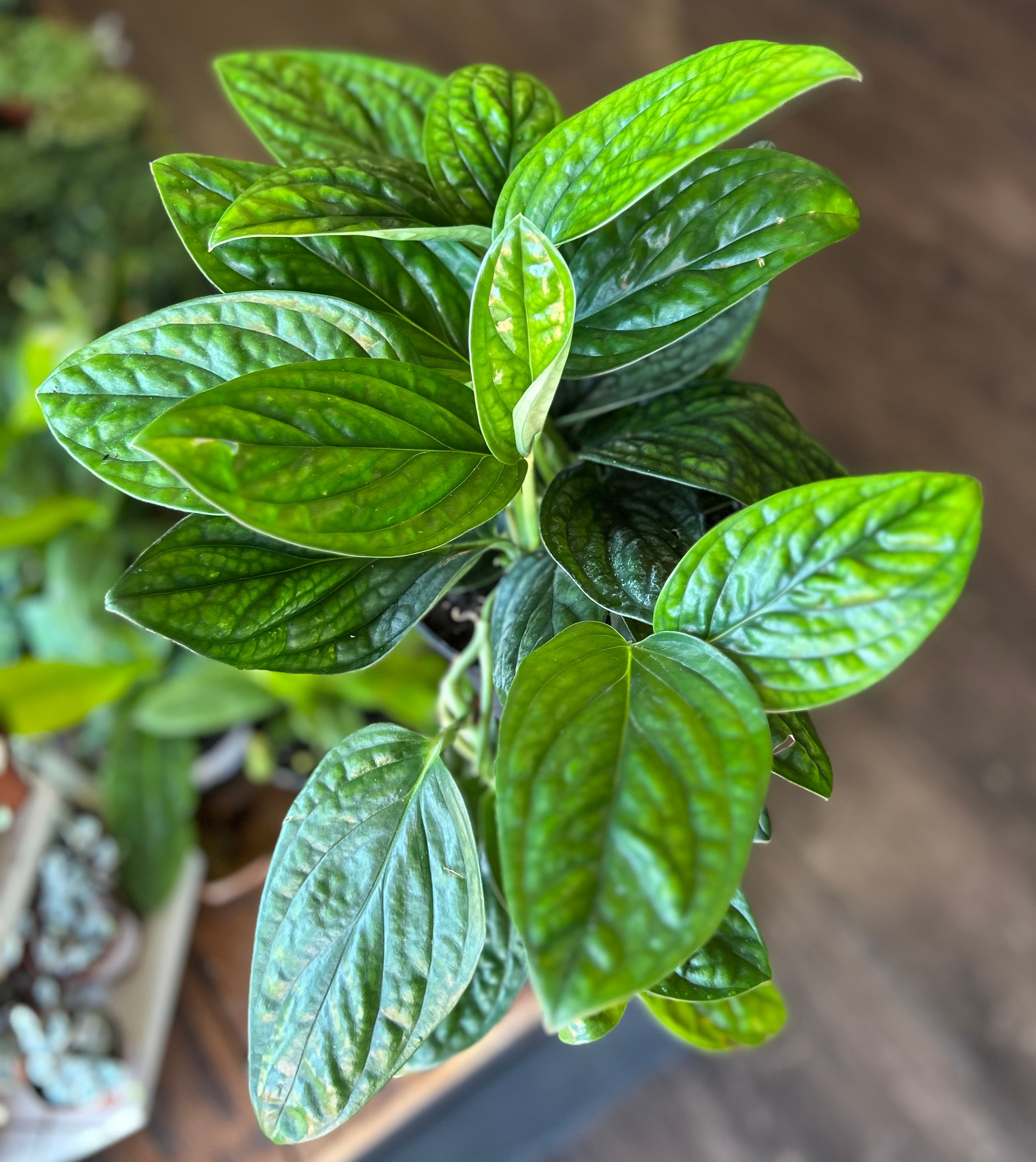 Monstera Peru 6" | Plantstay | Gainesville Houseplant Shop