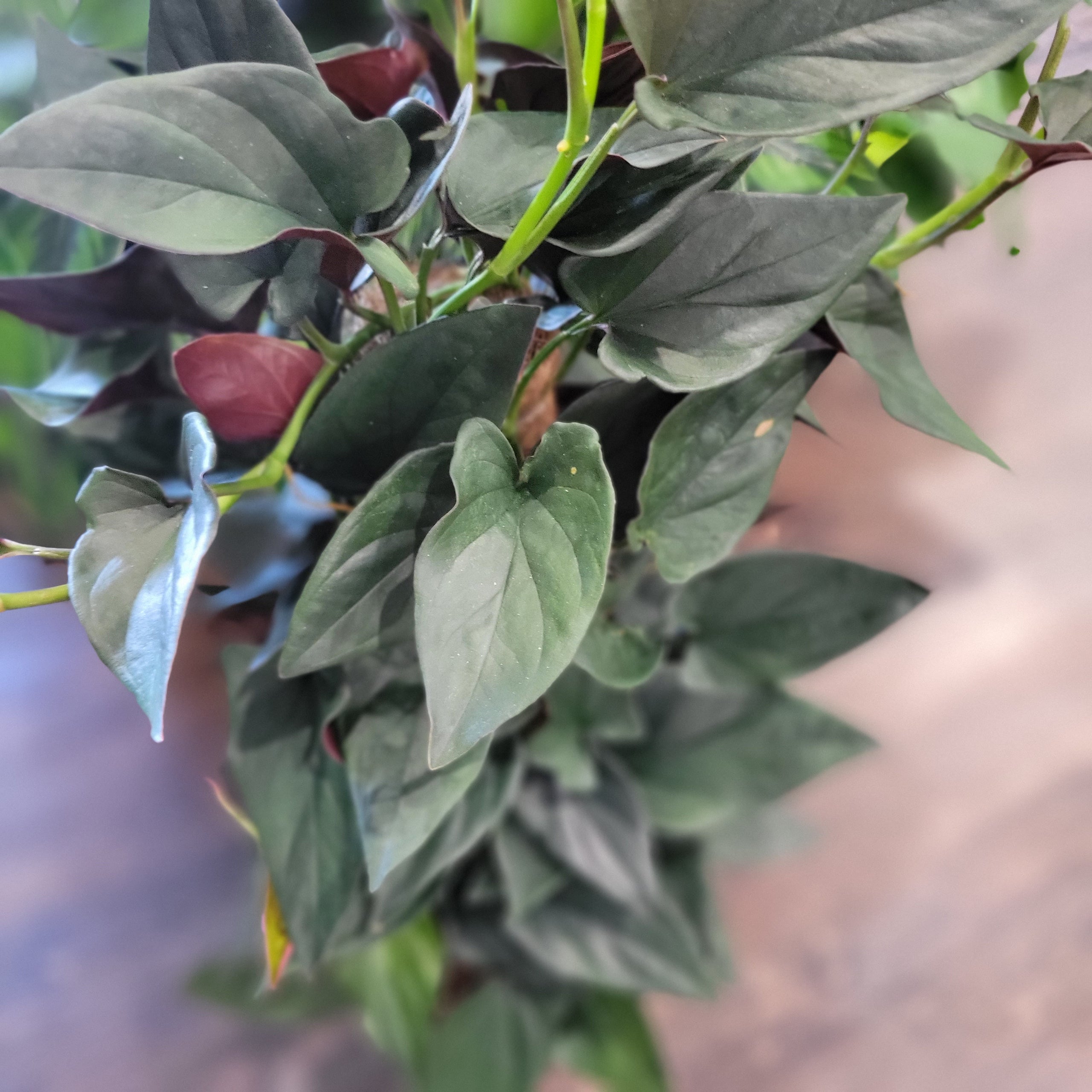 Syngonium Erythophyllum 'Red Arrow' 6" w/Pole | Plantstay | Gainesville ...