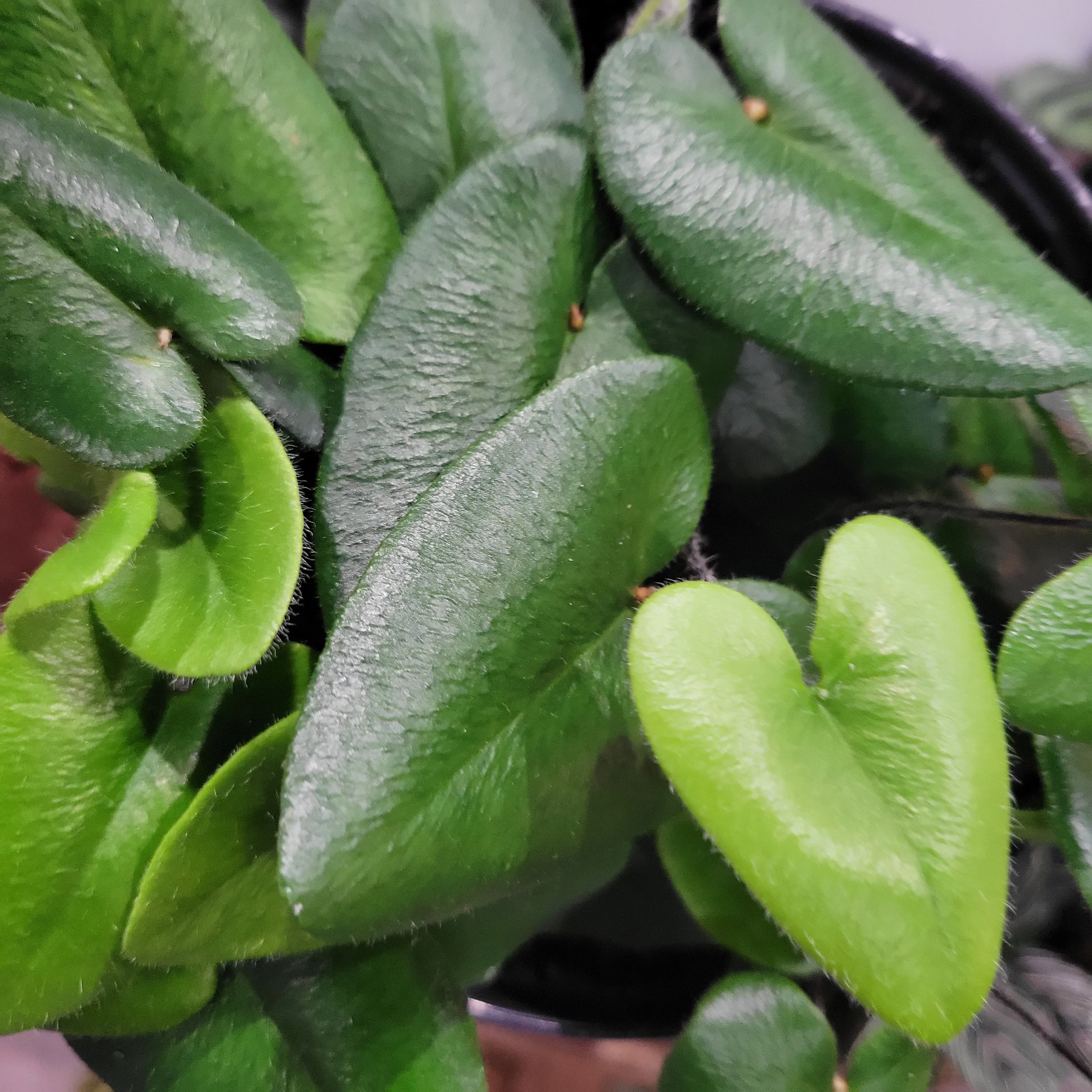 Heart Leaf Fern | Plantstay | Gainesville Houseplant Shop