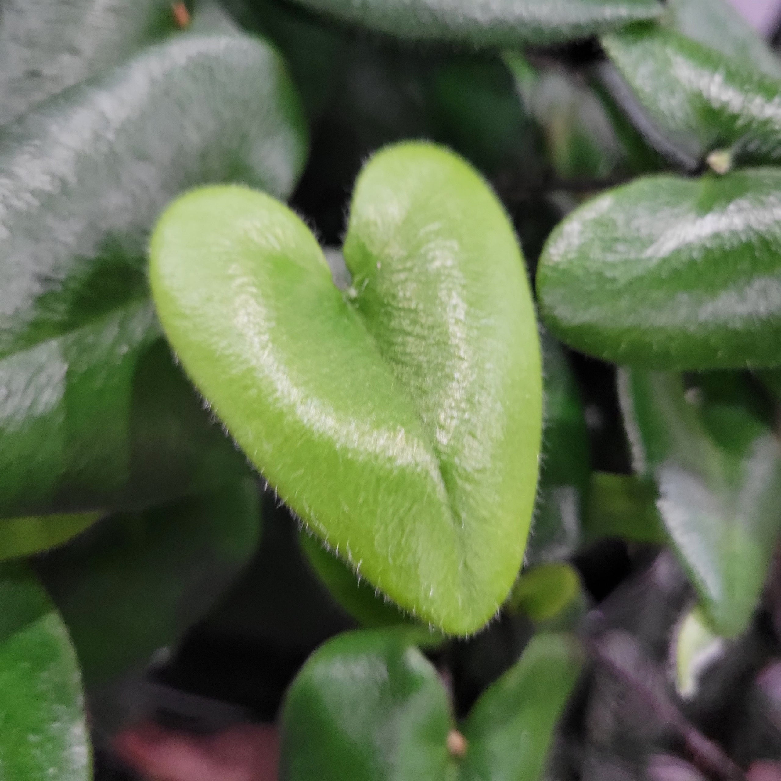 Heart Leaf Fern | Plantstay | Gainesville Houseplant Shop