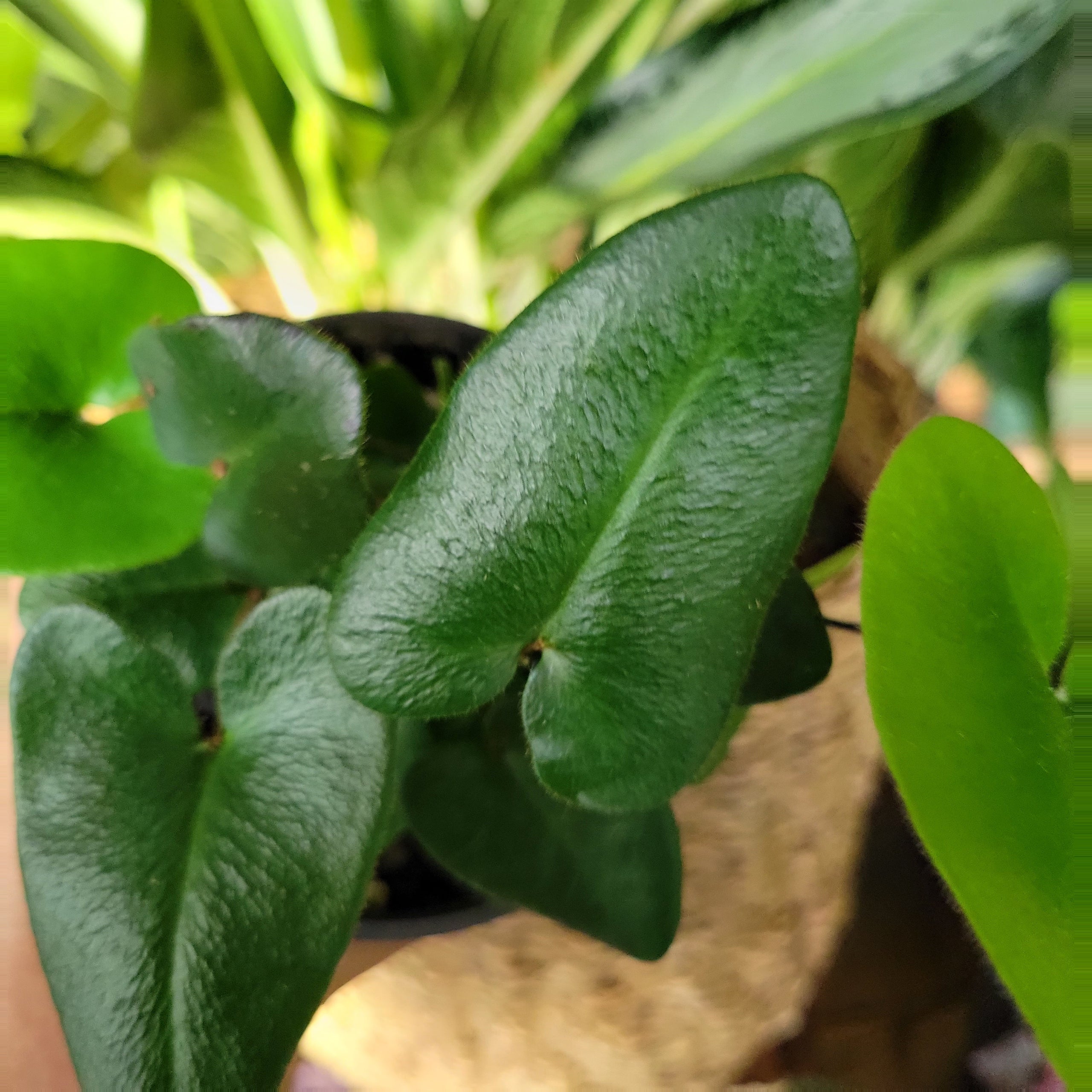 Heart Leaf Fern | Plantstay | Gainesville Houseplant Shop
