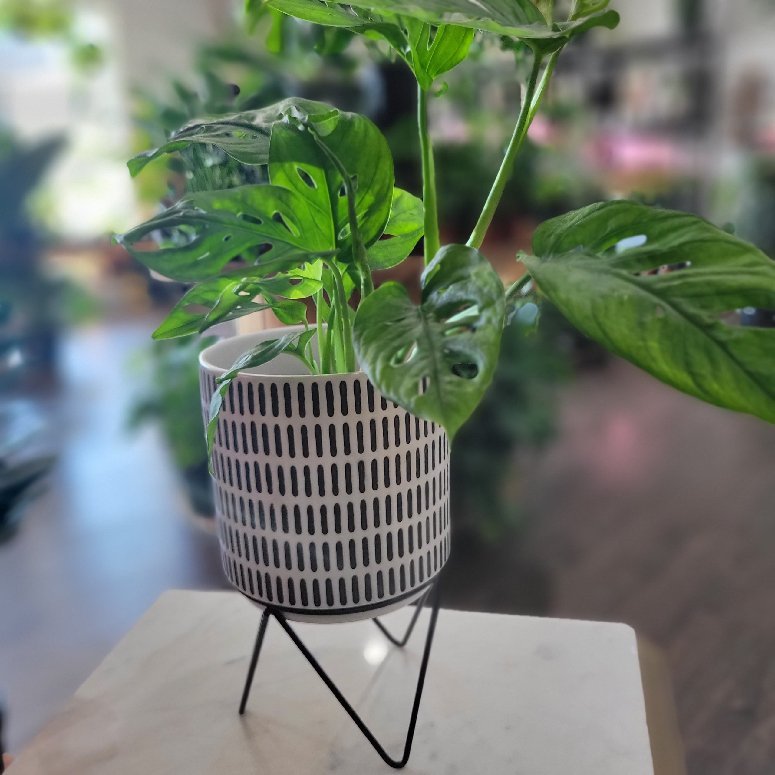 Zebra Planter with Stand 6" | Plantstay | Gainesville Houseplant Shop