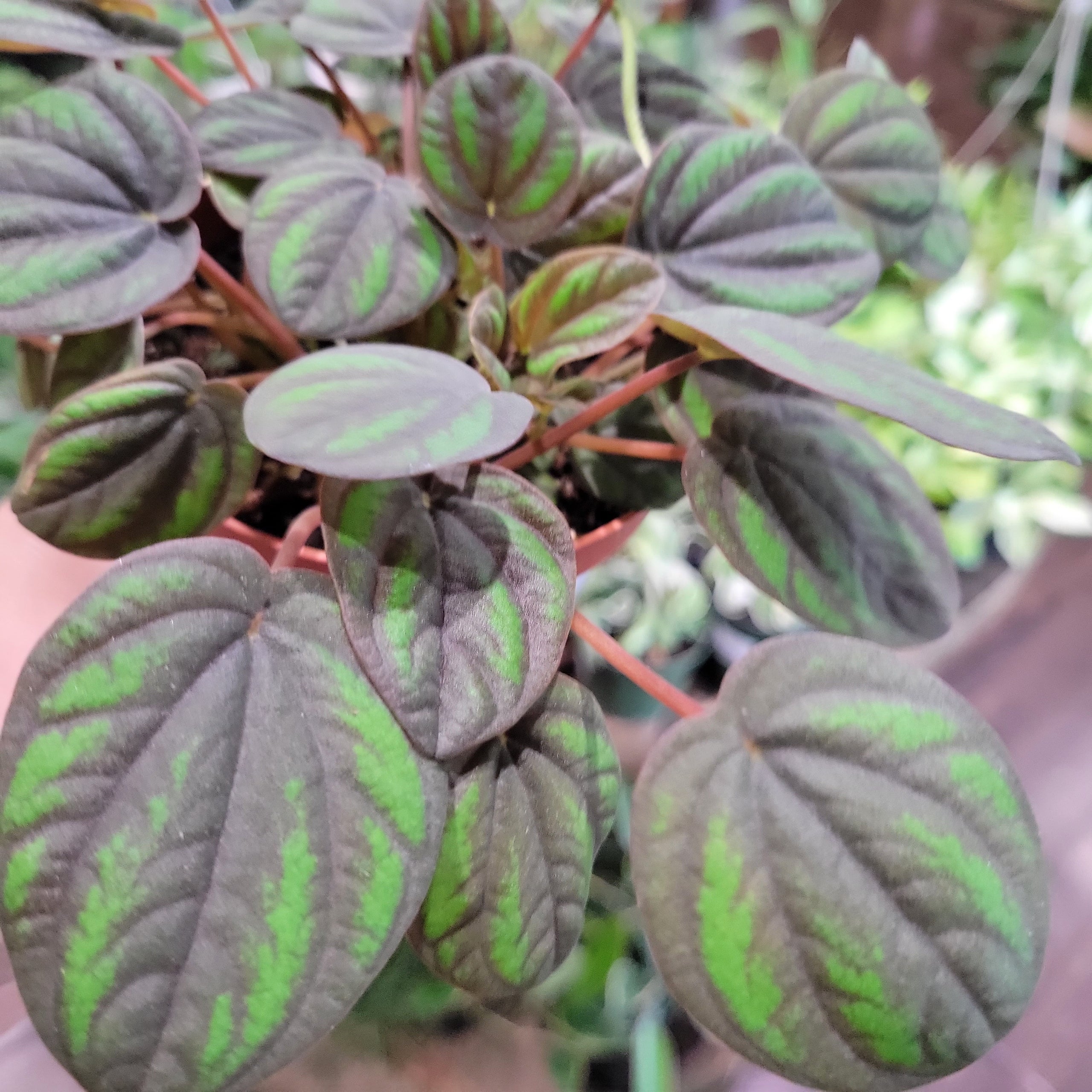 Peperomia 'Peppermill' 4" | Plantstay | Gainesville Houseplant Shop