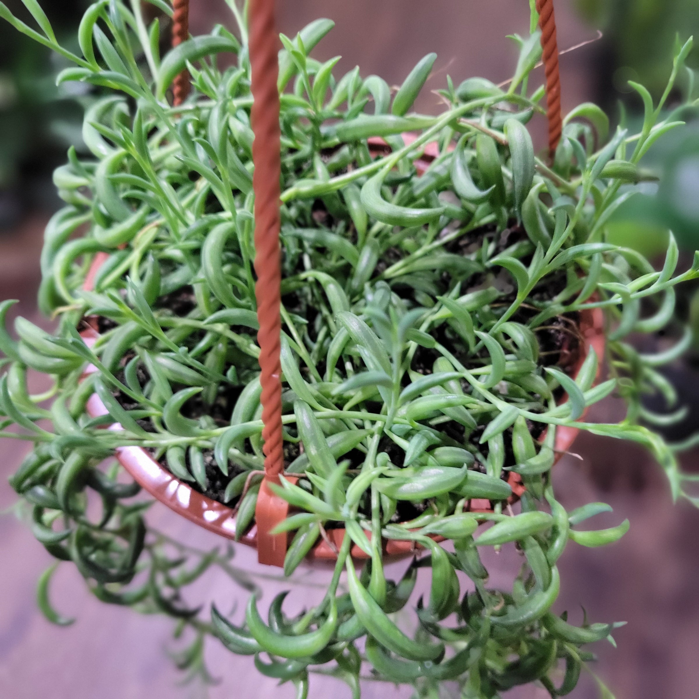 Senecio Radicans
