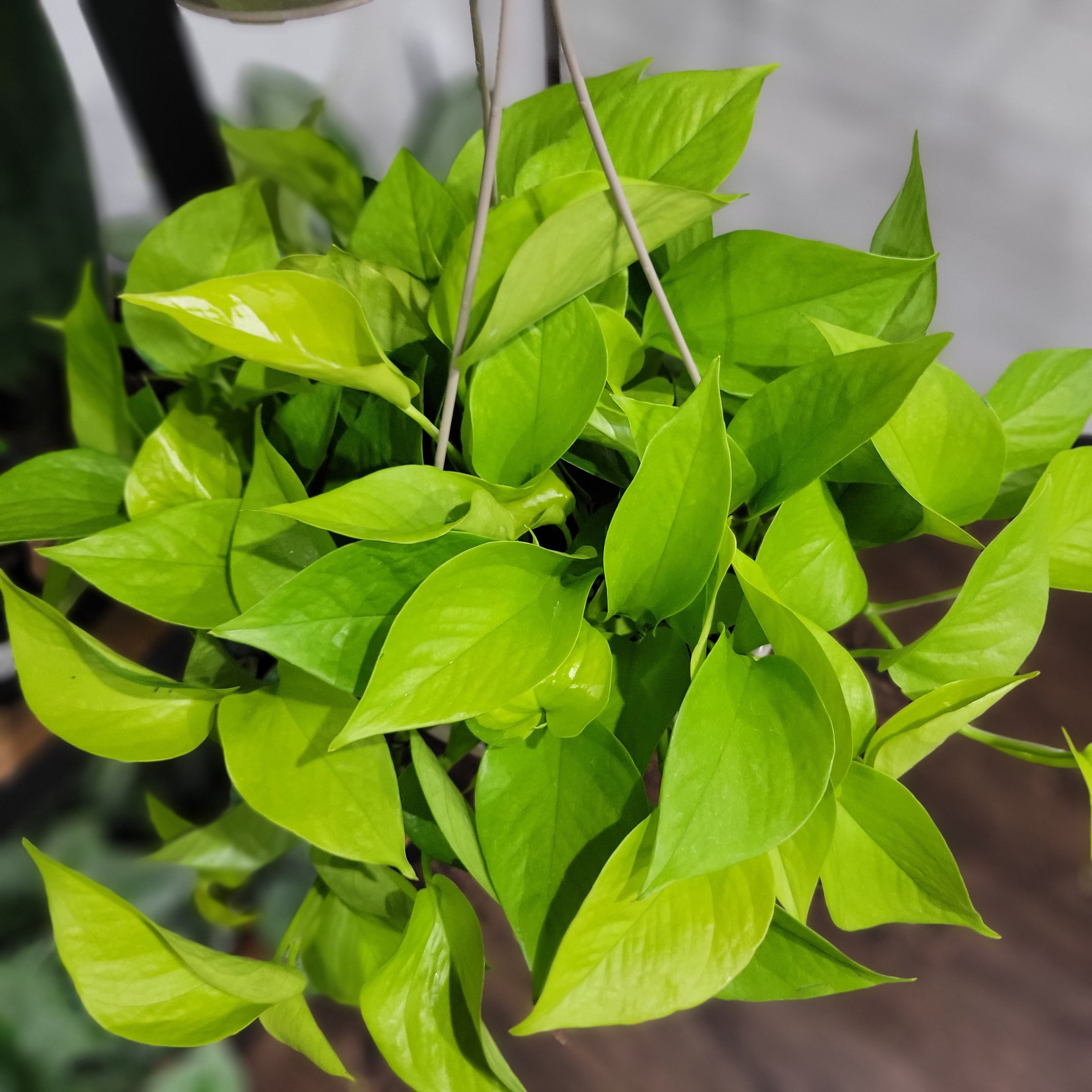 Epipremnum Aureum Neon