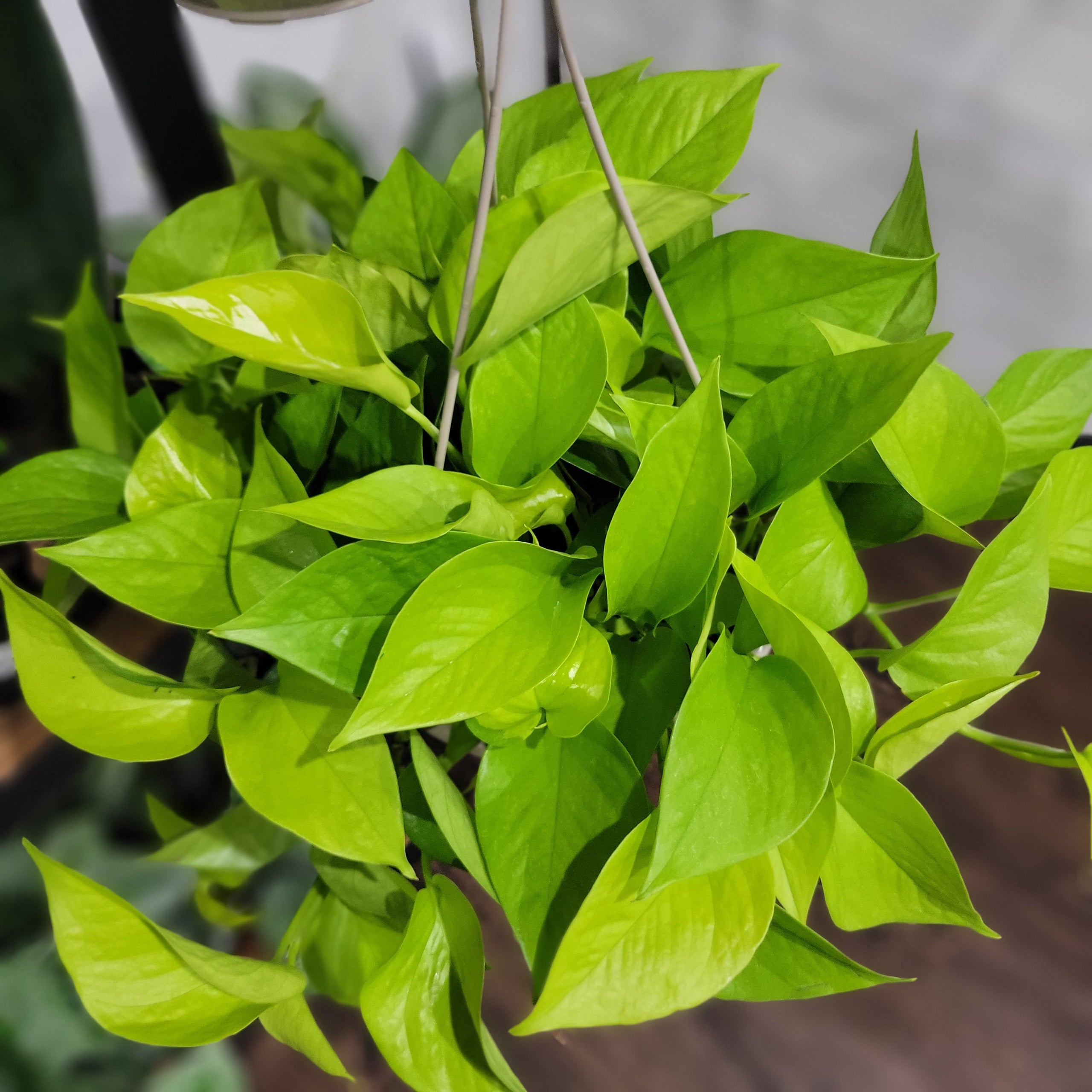 Epipremnum Aureum 'Neon Pothos' 8" HB | Plantstay | Gainesville ...
