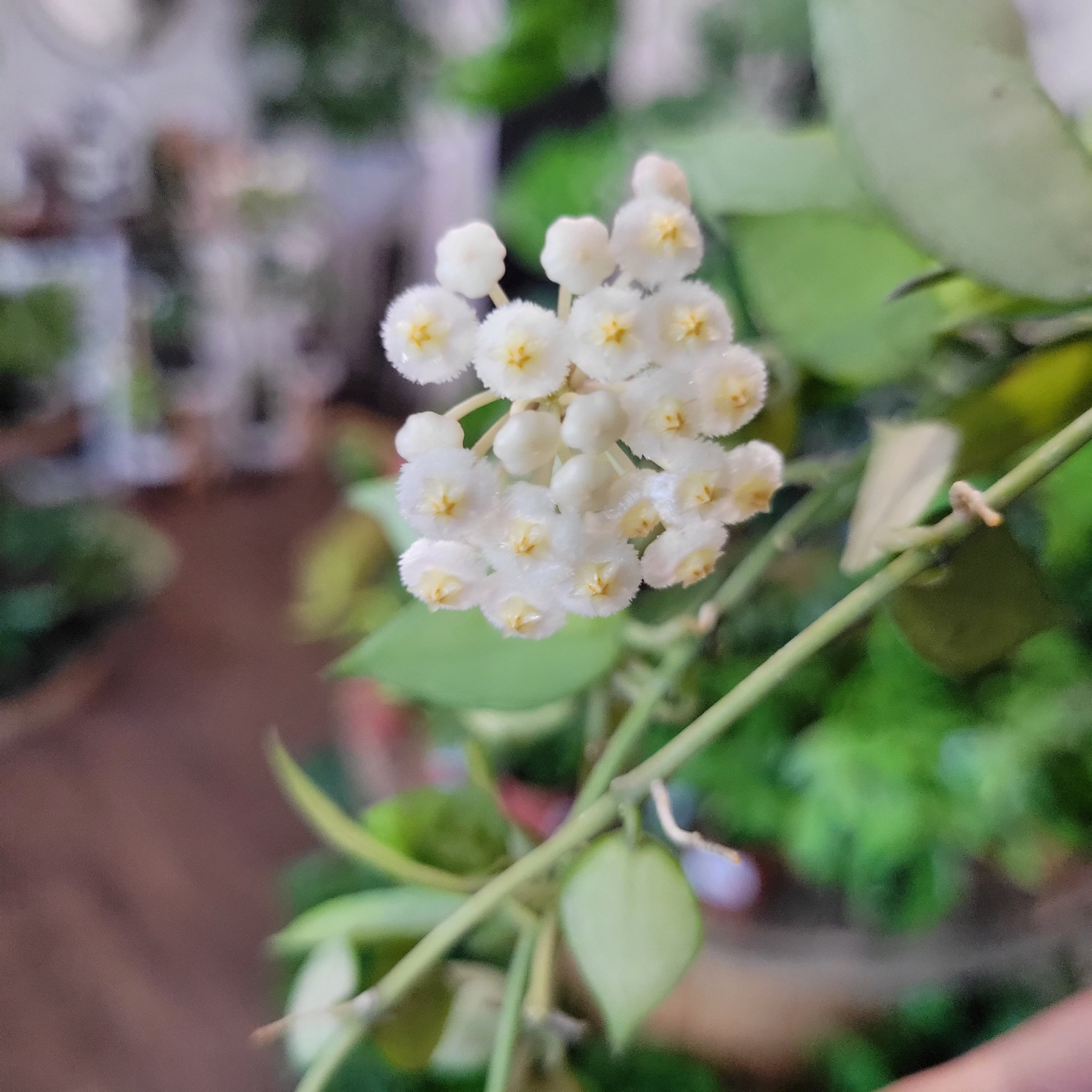Hoya Lacunosa 'Leopard Skin' 4" | Plantstay | Gainesville Houseplant Shop