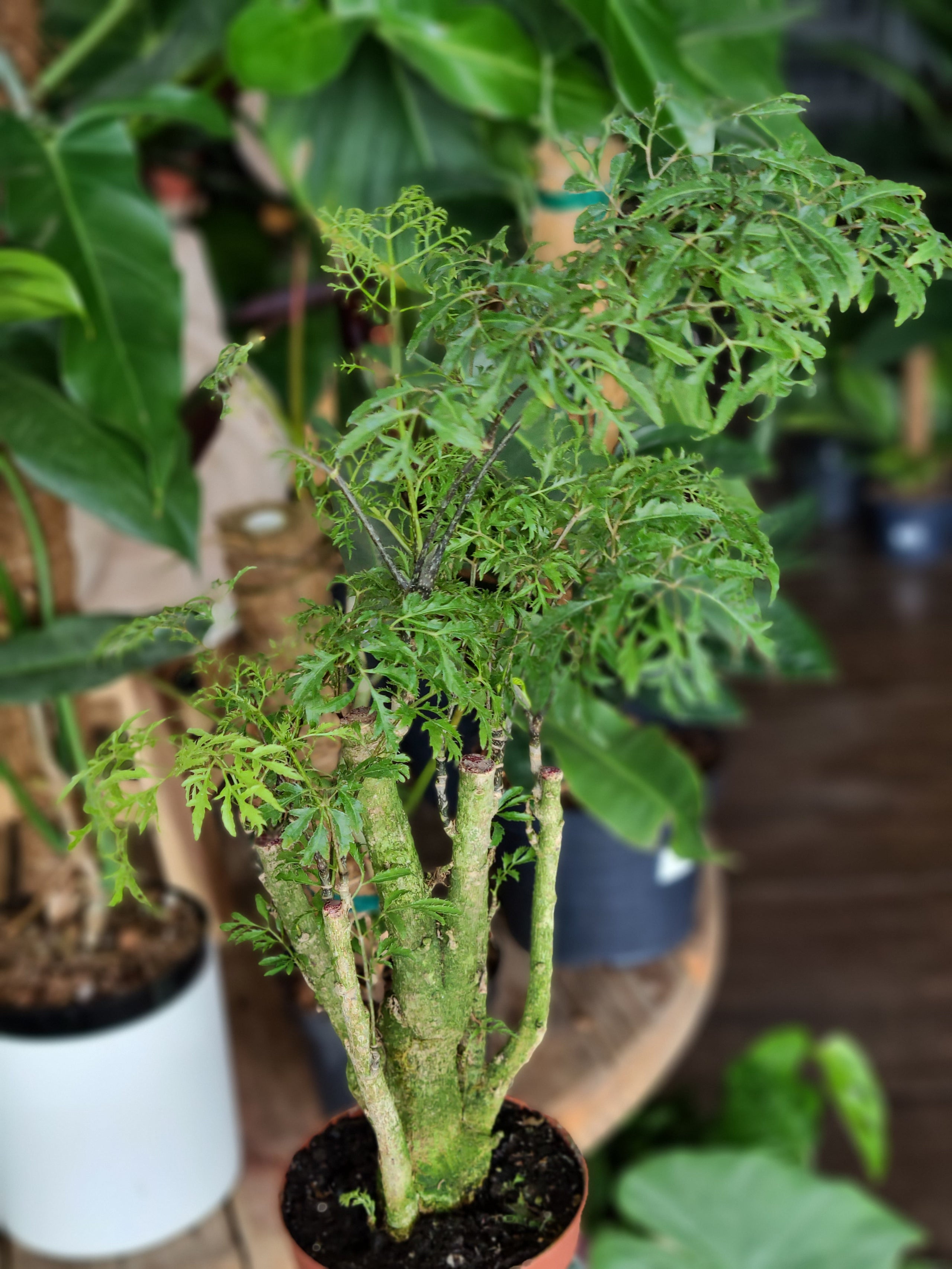 Ming Aralia | Plantstay | Gainesville Houseplant Shop