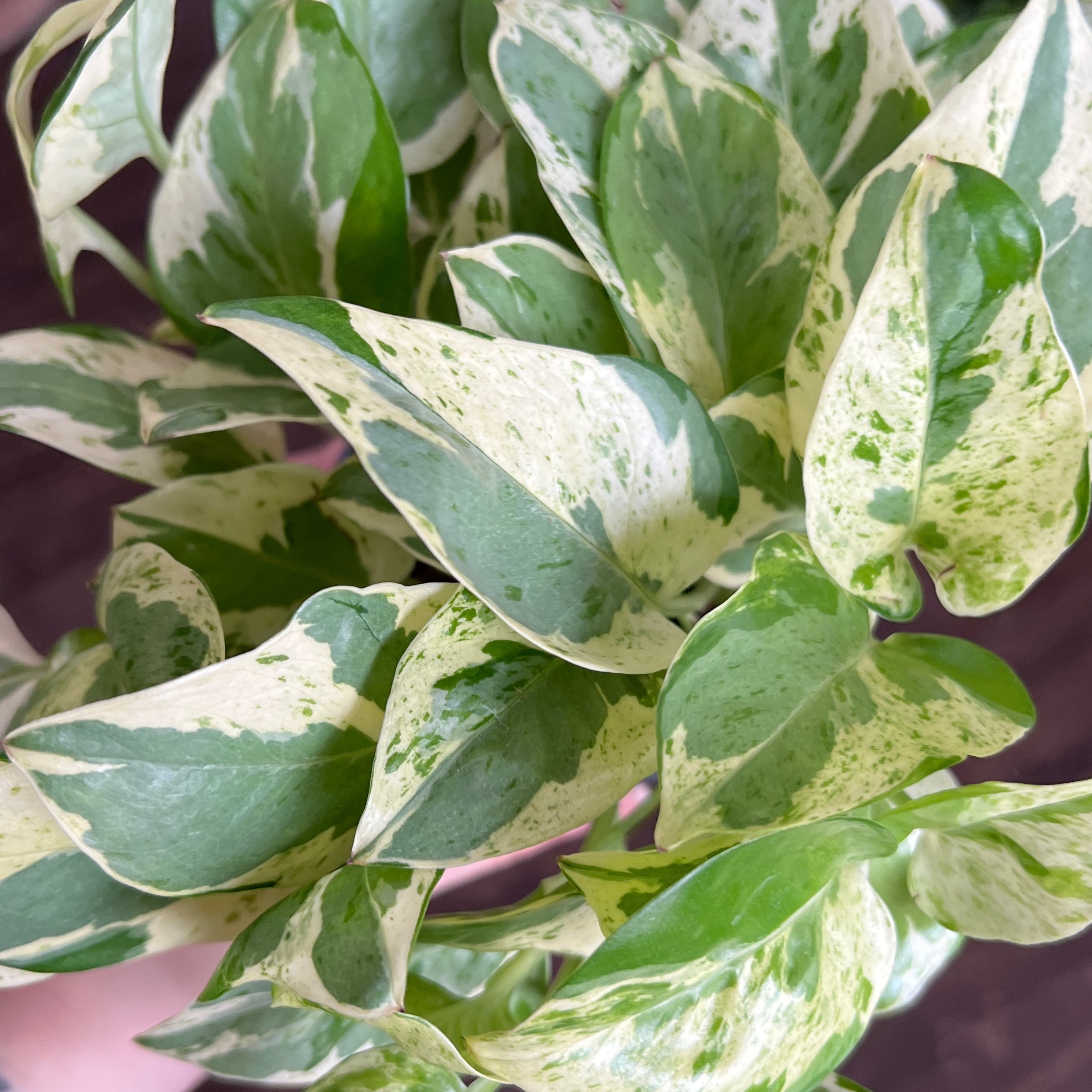 Epipremnum Aureum 'Pearls & Jade' Pothos 4" | Plantstay | Gainesville ...