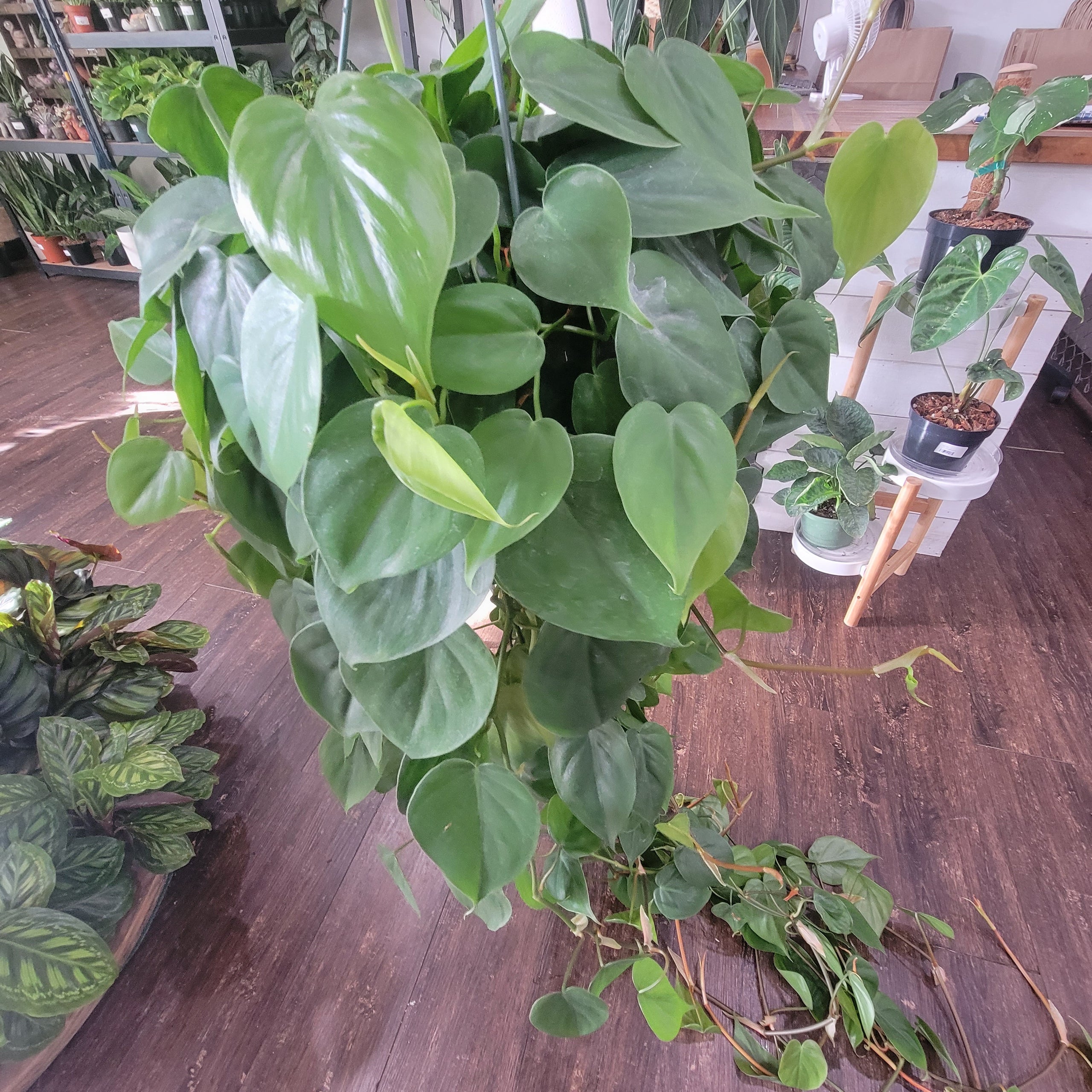 Heartleaf Philodendron 8" HB Long Vines | Plantstay | Gainesville ...
