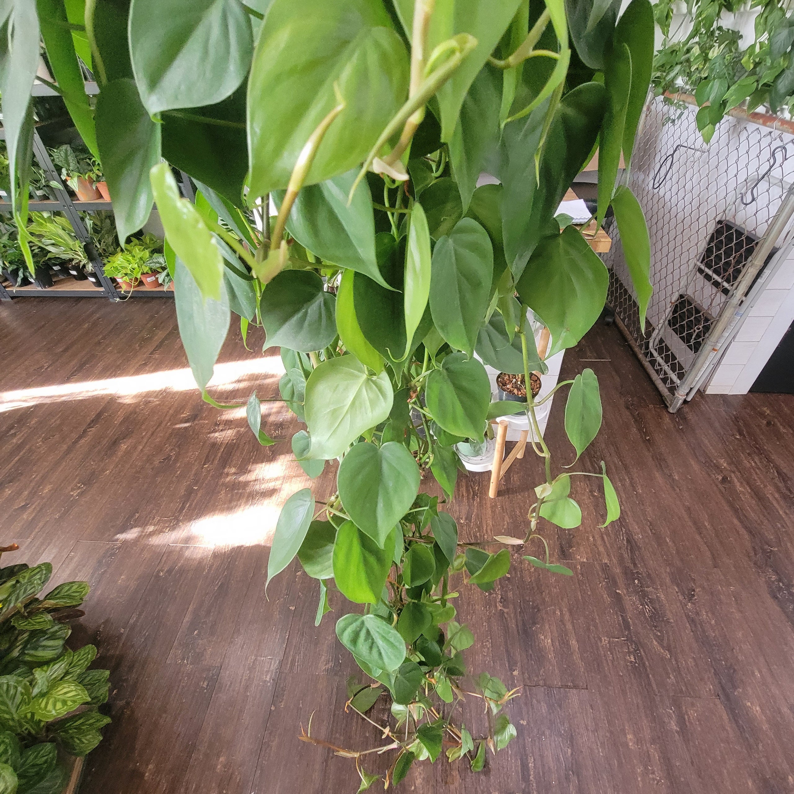 Heartleaf Philodendron 8" HB Long Vines | Plantstay | Gainesville ...