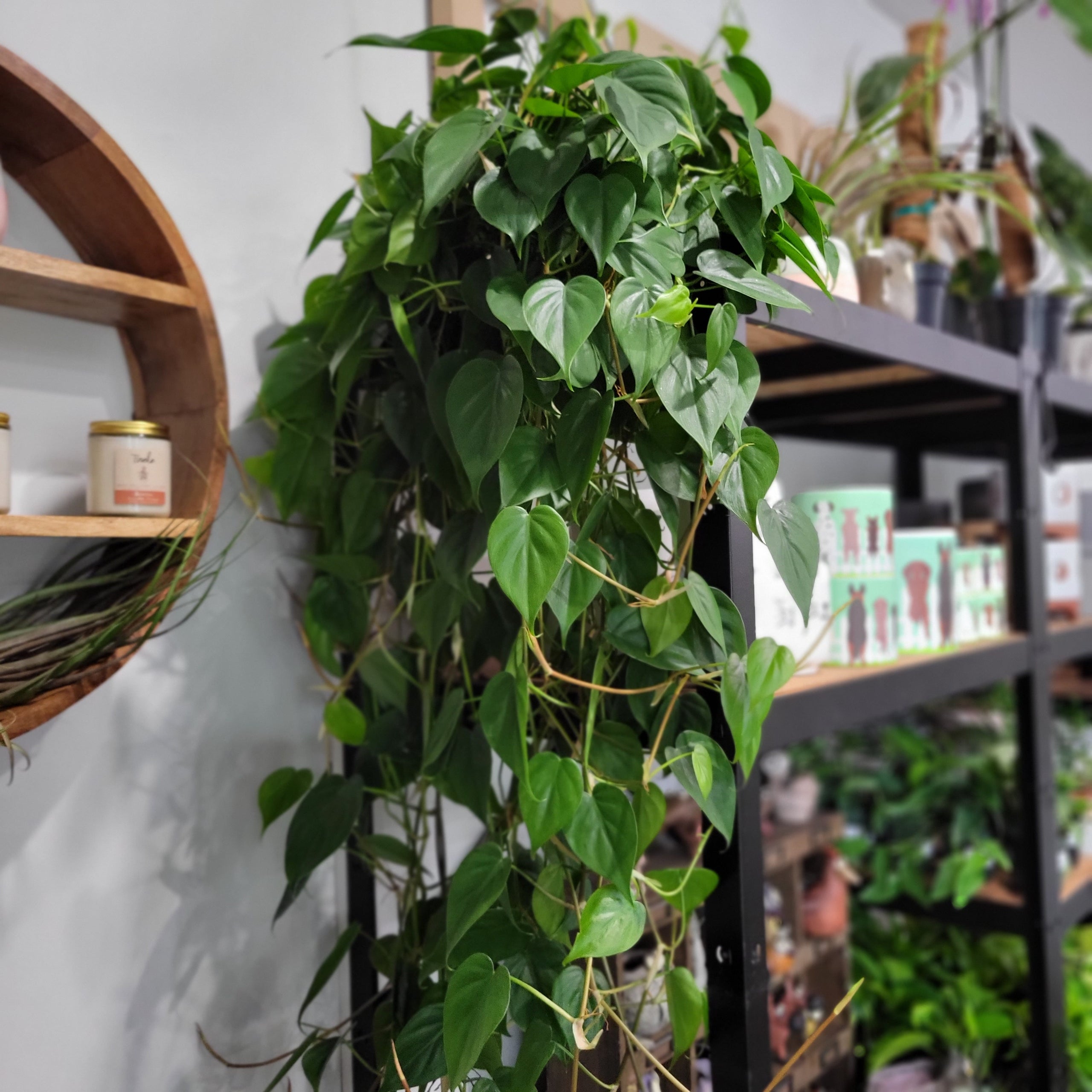 Heartleaf Philodendron 8" HB Long Vines | Plantstay | Gainesville ...