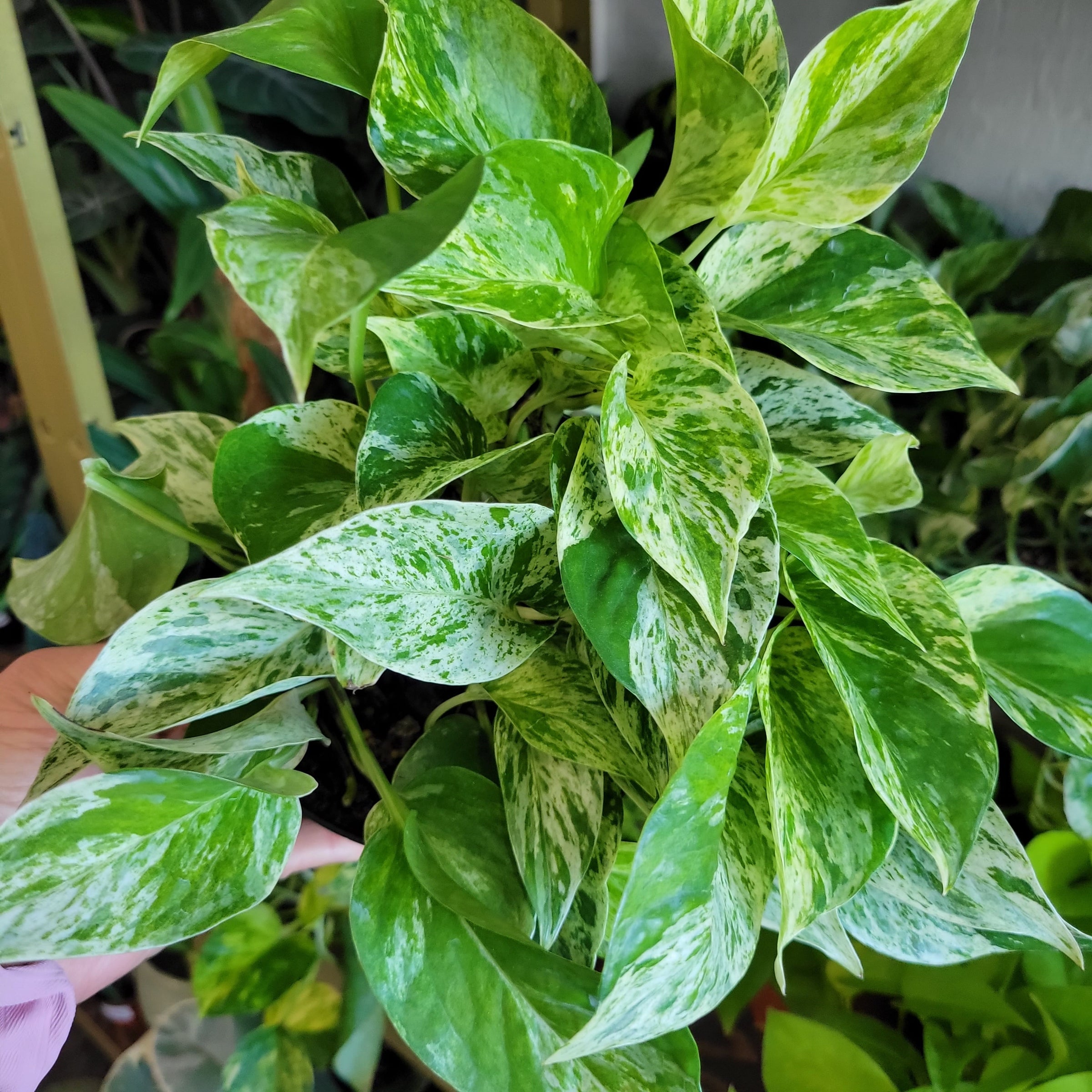 Marble Queen Golden Pothos Buchanan's Native Plants, 53% OFF