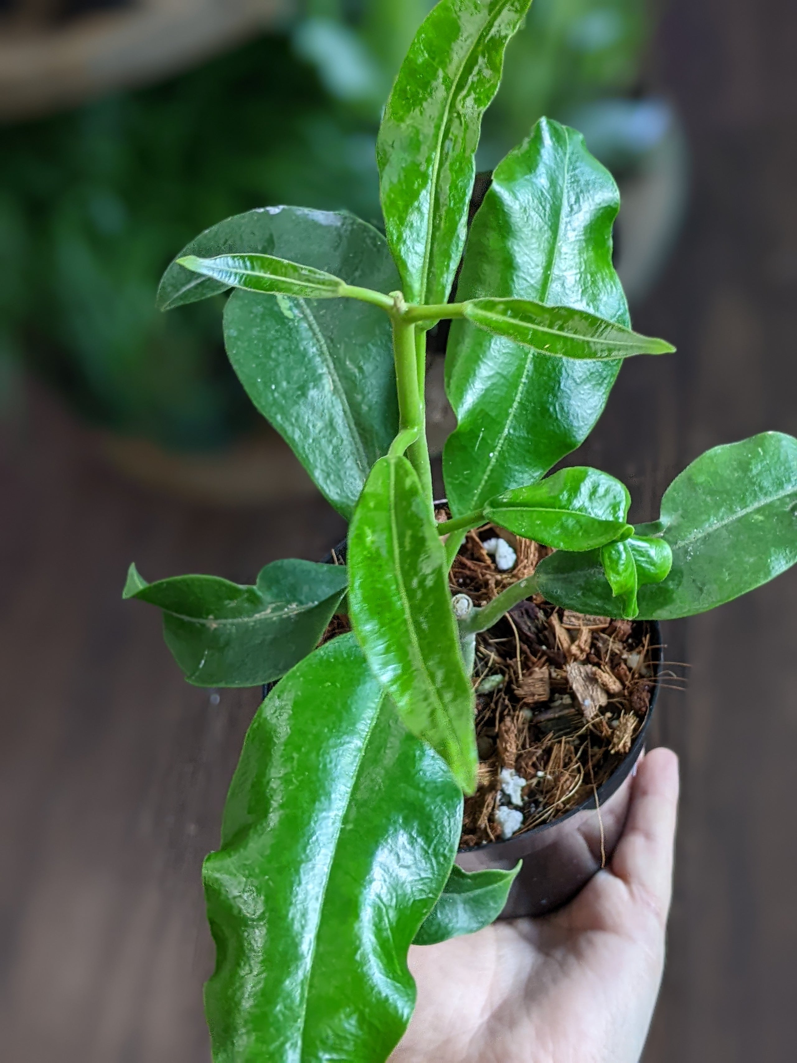 Hoya Imperialis Red Flowers 5" | Plantstay | Gainesville Houseplant Shop
