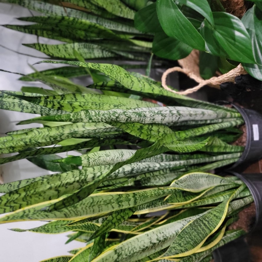 Sansevieria Zeylanica 'Wintergreen' 8" | Plantstay | Gainesville ...