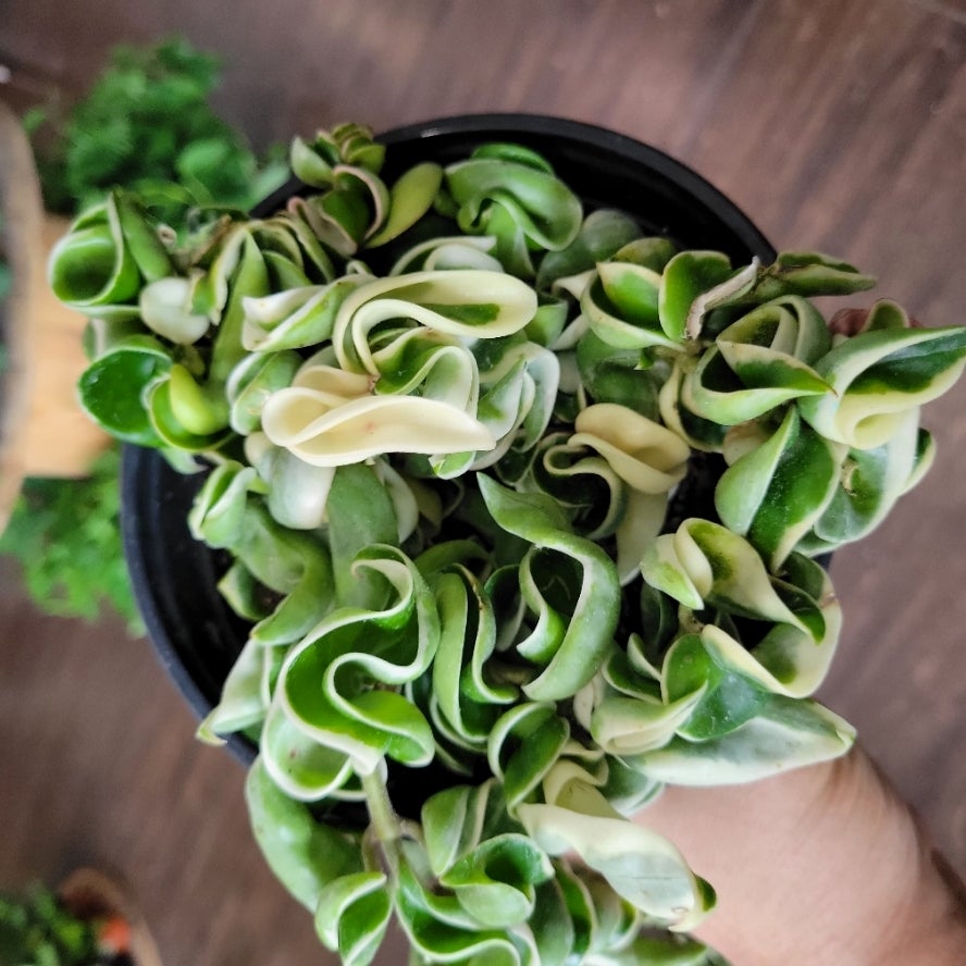 Hoya Compacta Variegata 8" HB | Plantstay | Gainesville Houseplant Shop