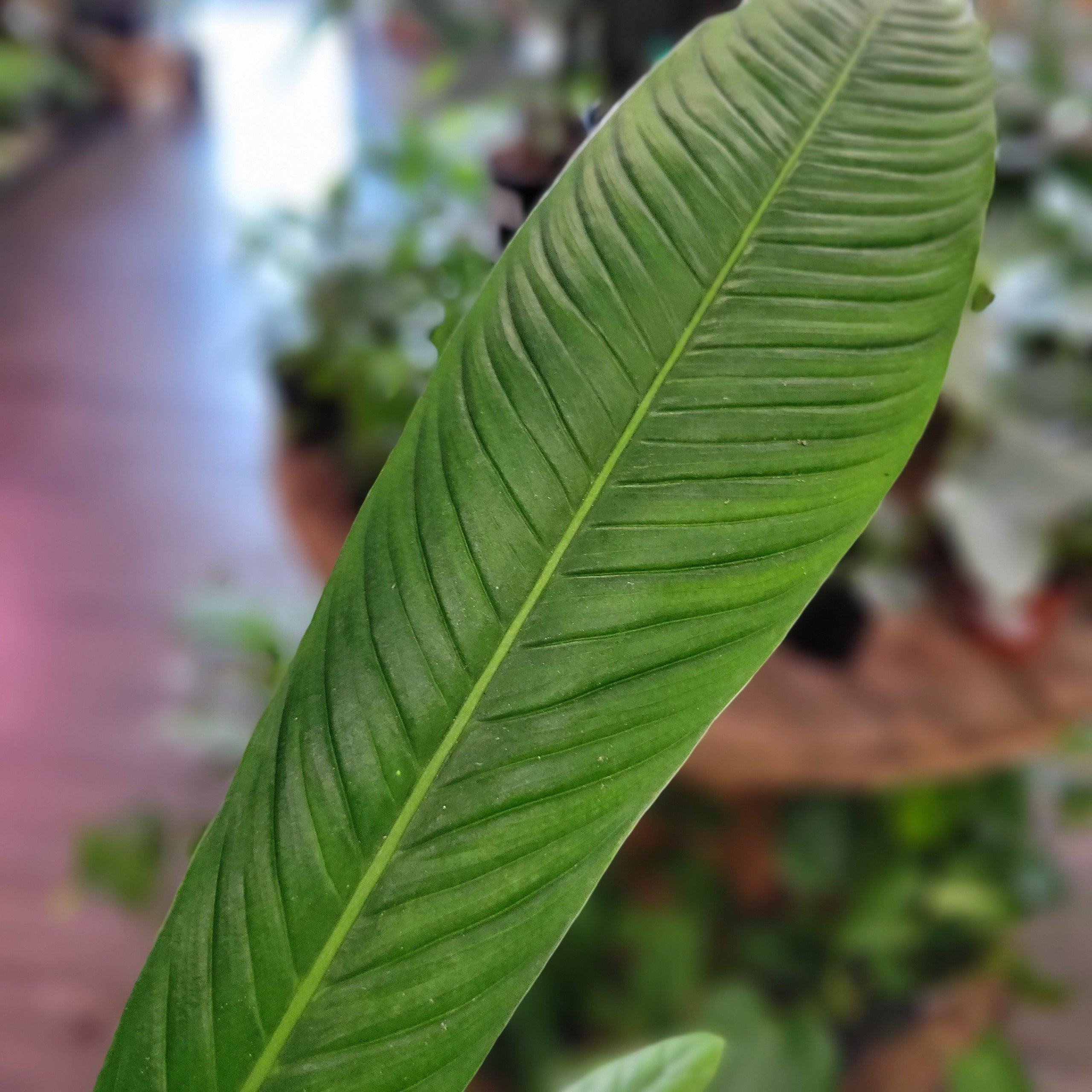 Philodendron Campii 'Lynette' 6" | Plantstay | Gainesville Houseplant Shop