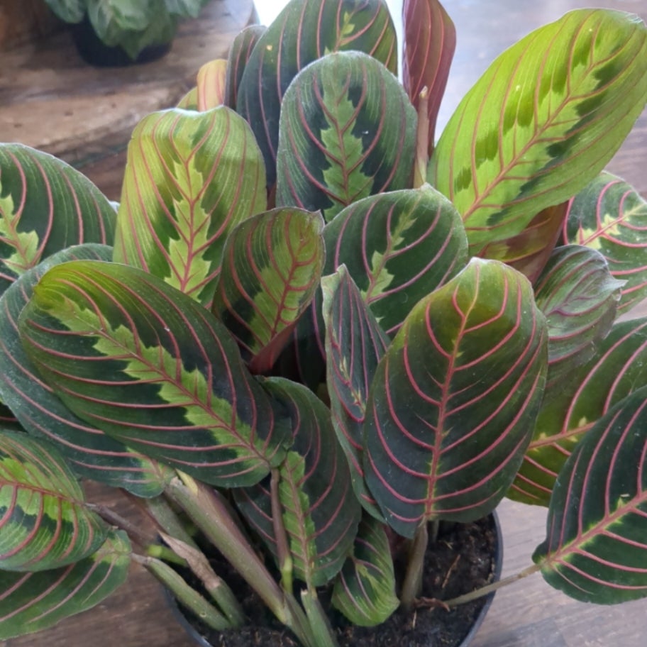 Red Maranta 6" | Plantstay | Gainesville Houseplant Shop