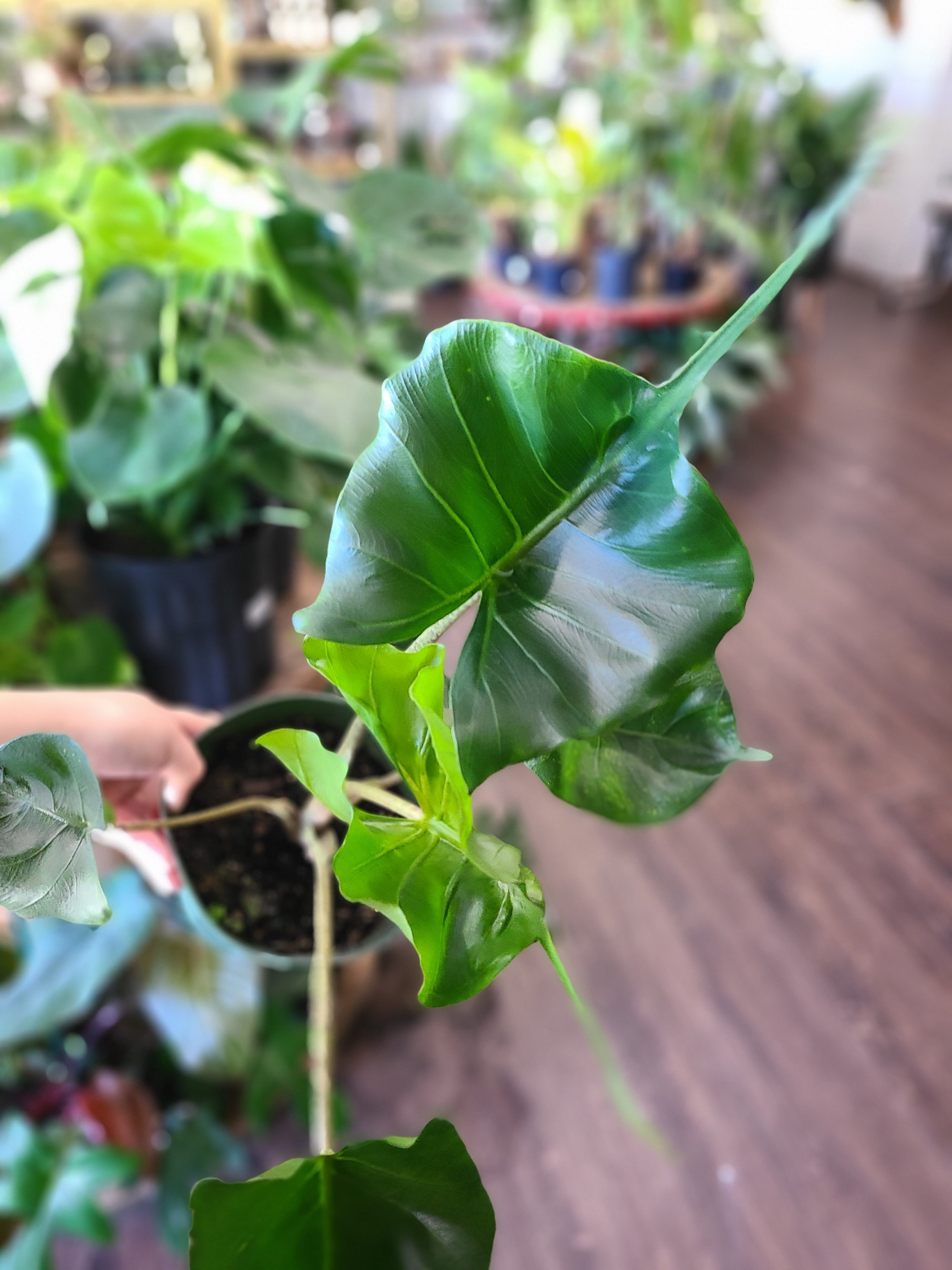 Alocasia Stingray 6" | Plantstay | Gainesville Houseplant Shop