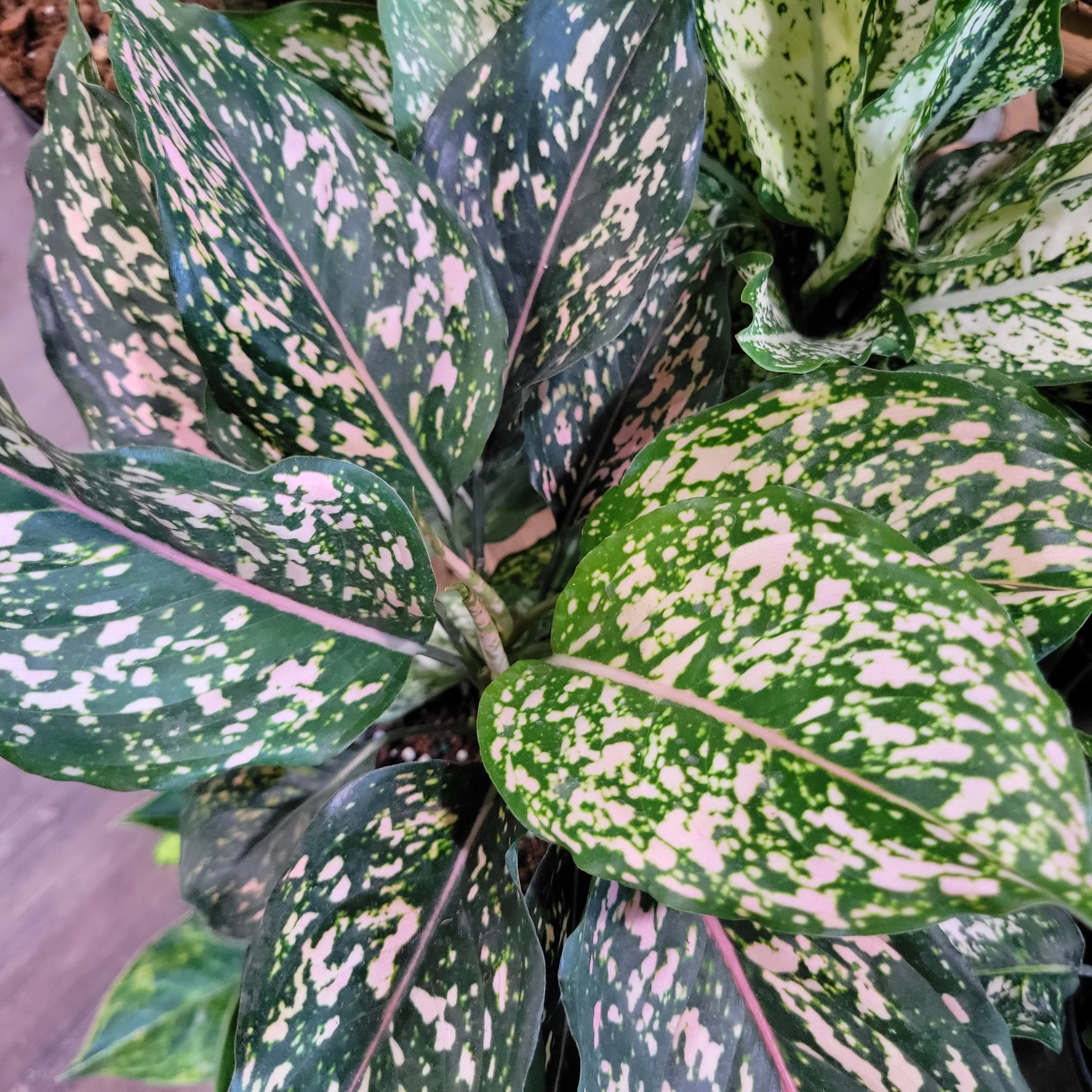 Aglaonema 'Etta Rose' 6" | Plantstay | Gainesville Houseplant Shop