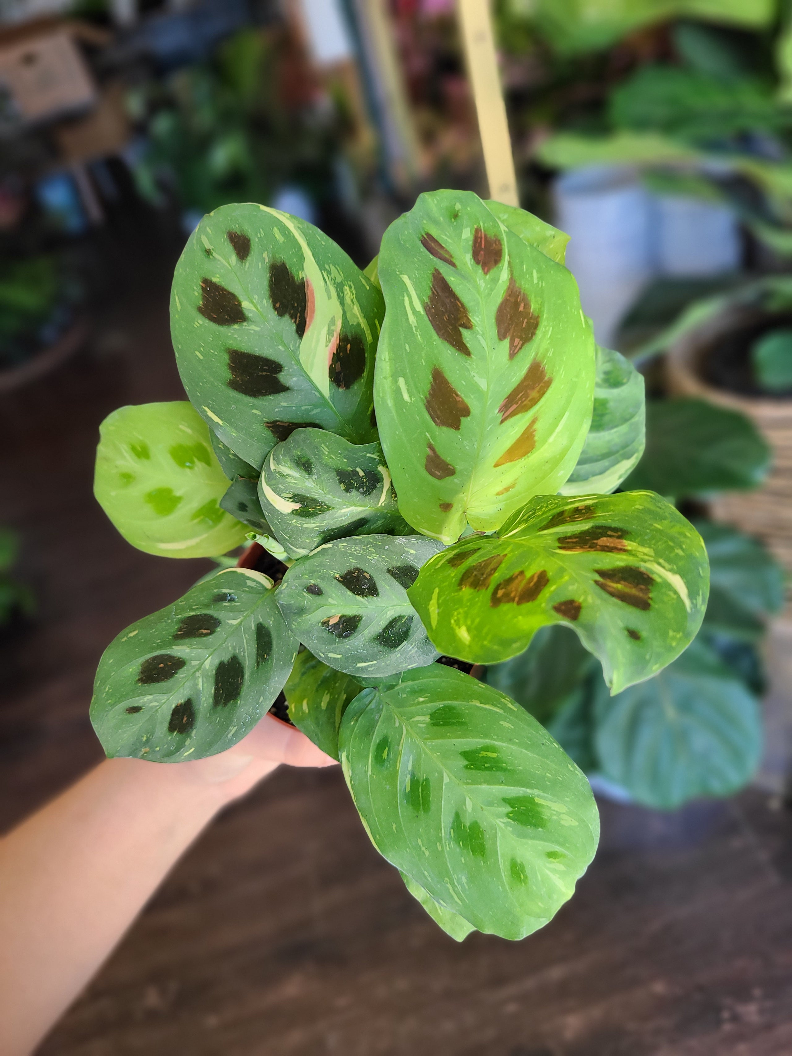 Maranta Leuconeura 'Beauty Kim' | Plantstay | Gainesville Houseplant Shop
