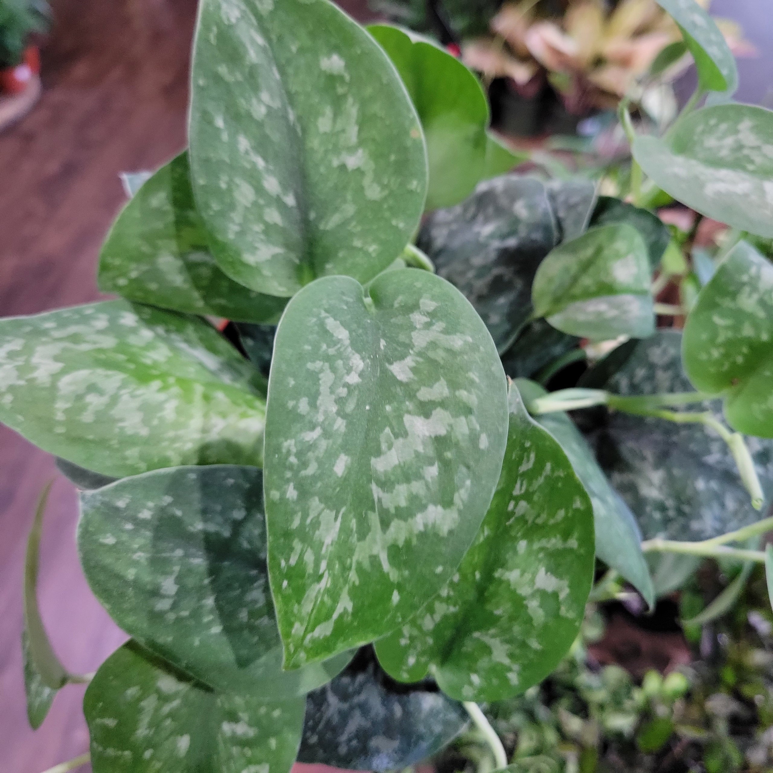 Scindapsus Pictus 'Silver Splash' 8" HB | Plantstay | Gainesville ...