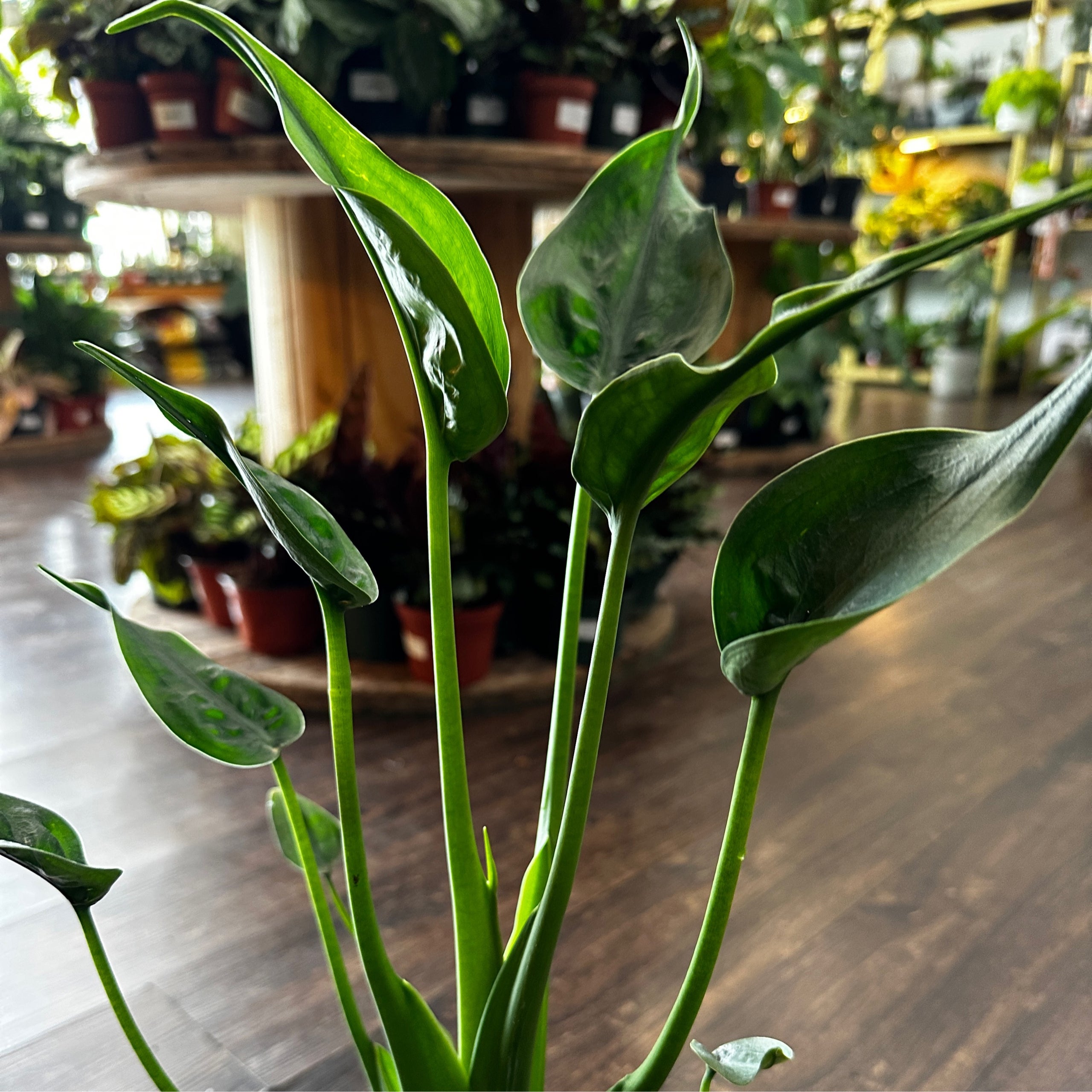 Alocasia "Tiny Dancer" 6" | Plantstay | Gainesville Houseplant Shop
