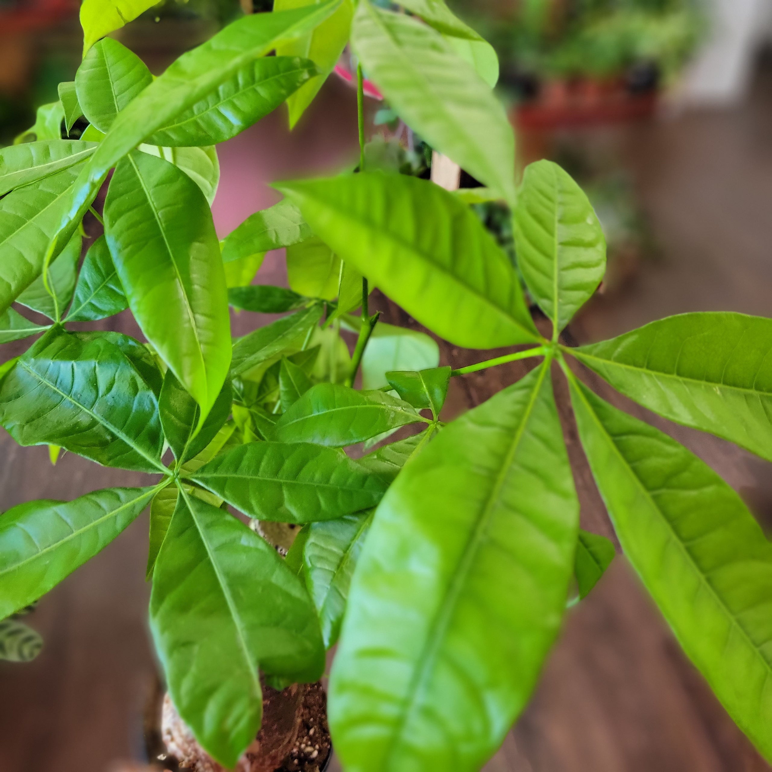 Pachira Aquatica 'Money Tree' 6" | Plantstay | Gainesville Houseplant Shop