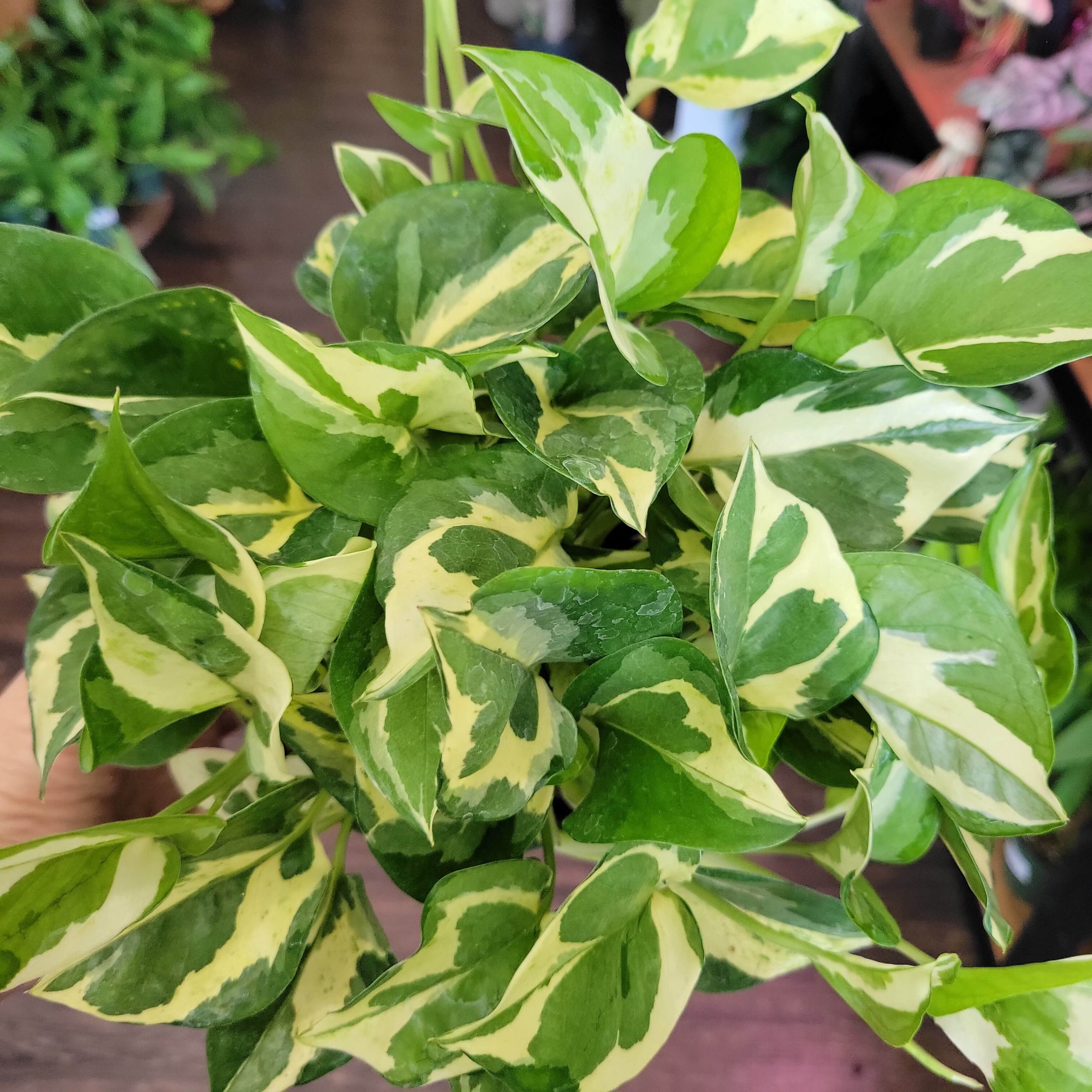 Epipremnum Aureum 'Pearls & Jade' Pothos 6" HB | Plantstay ...