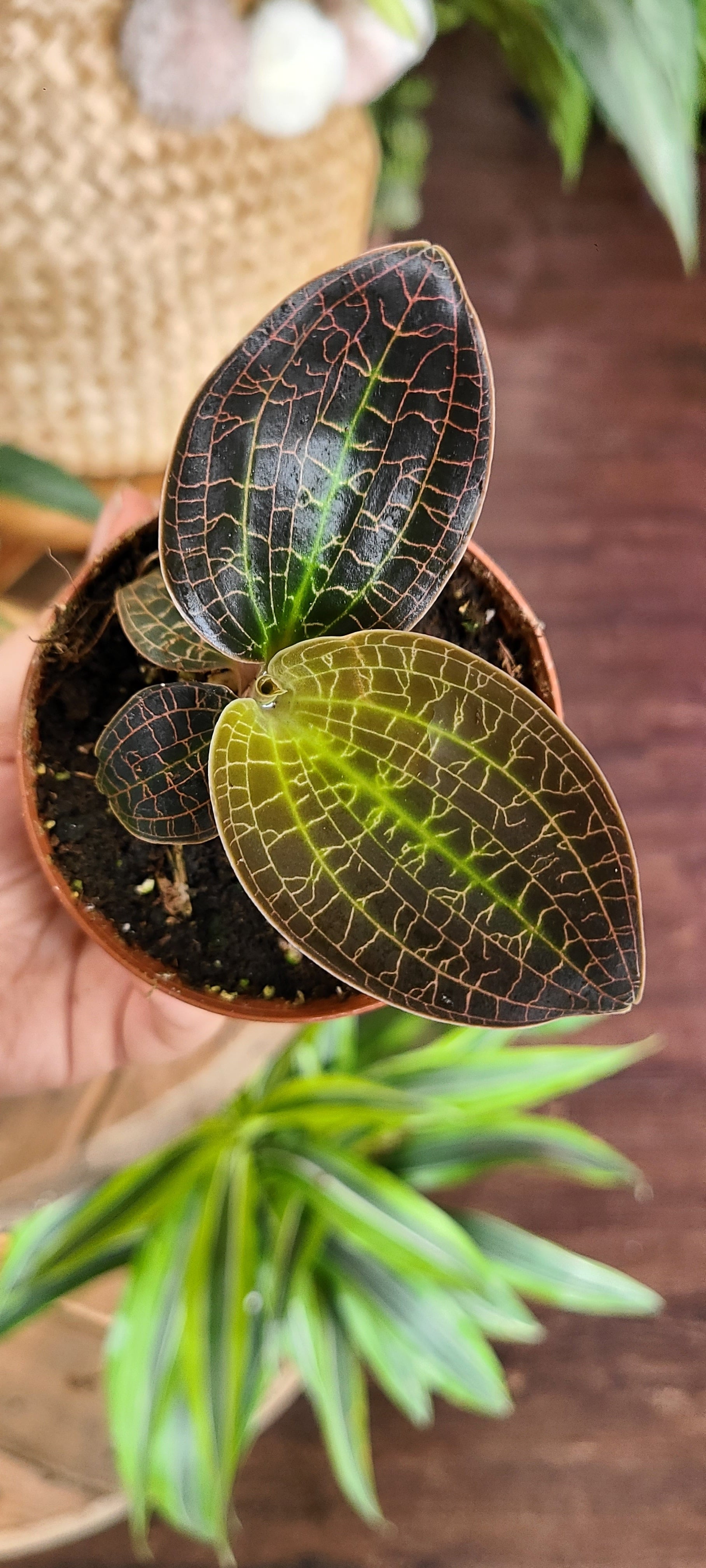 Macodes sanderiana X limii 'Lava-leaf' Jewel Orchid 3" | Plantstay ...