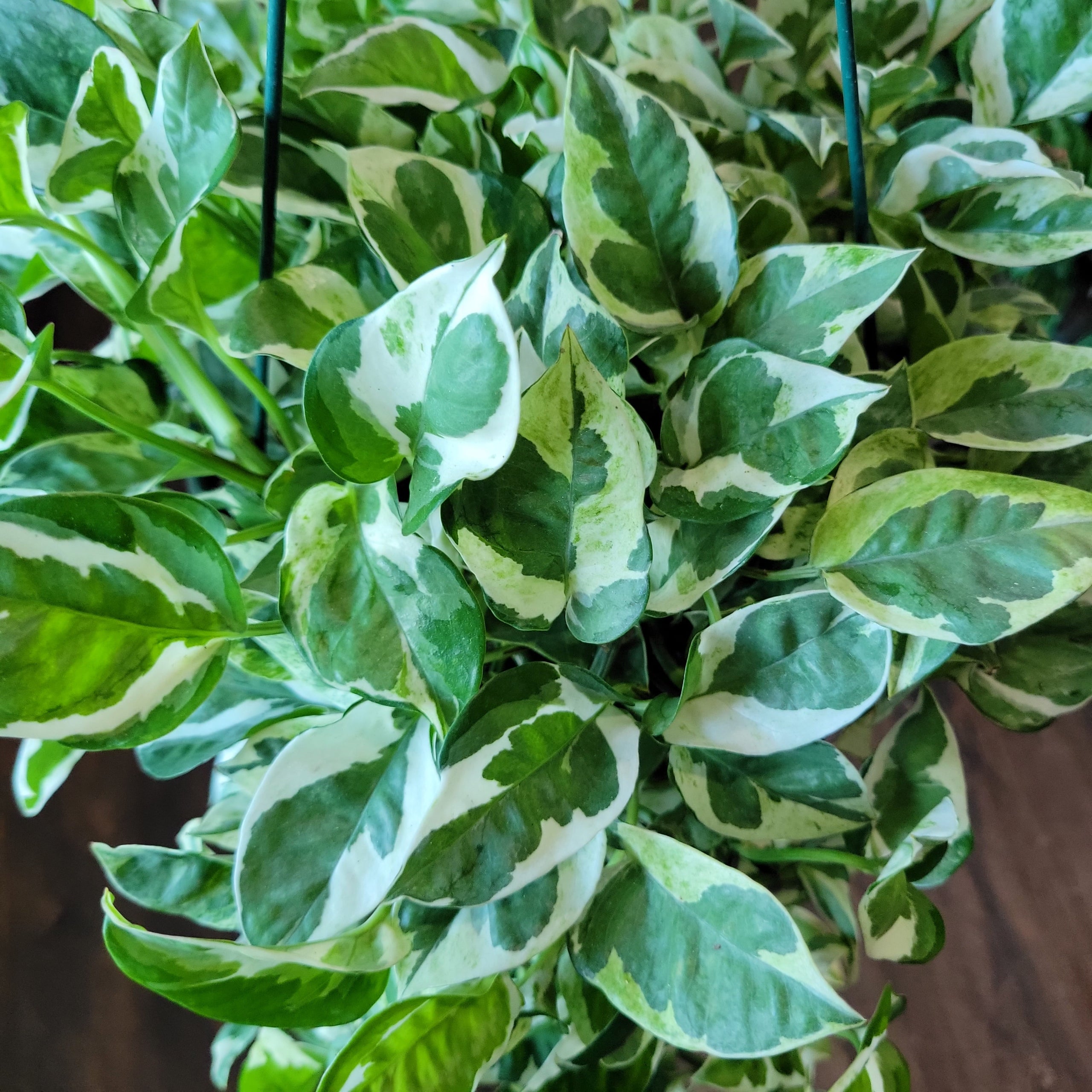 Epipremnum Aureum 'Pearls & Jade' Pothos 8" HB | Plantstay ...