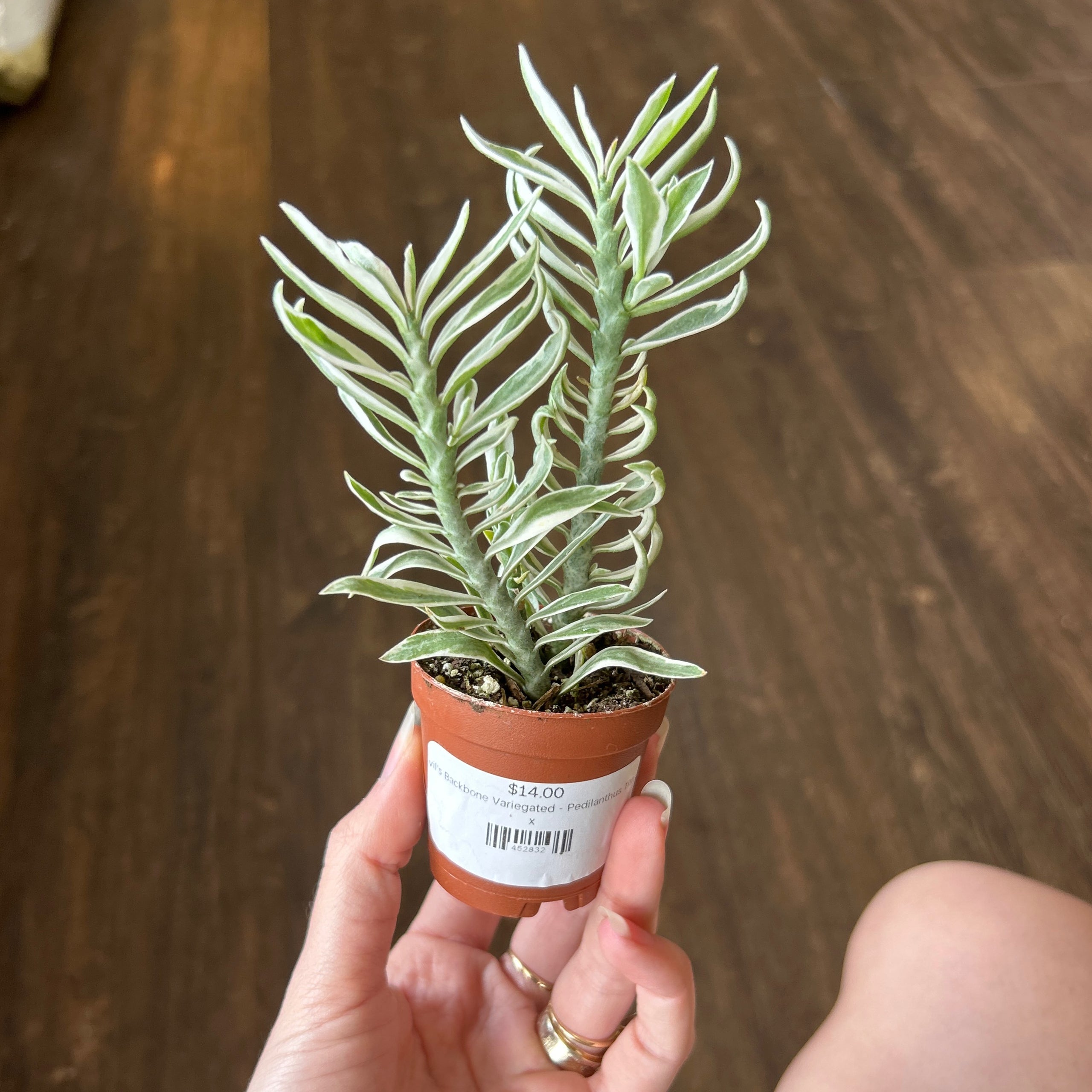 Devil's Backbone Variegated - Pedilanthus Tithymaloides | Plantstay ...