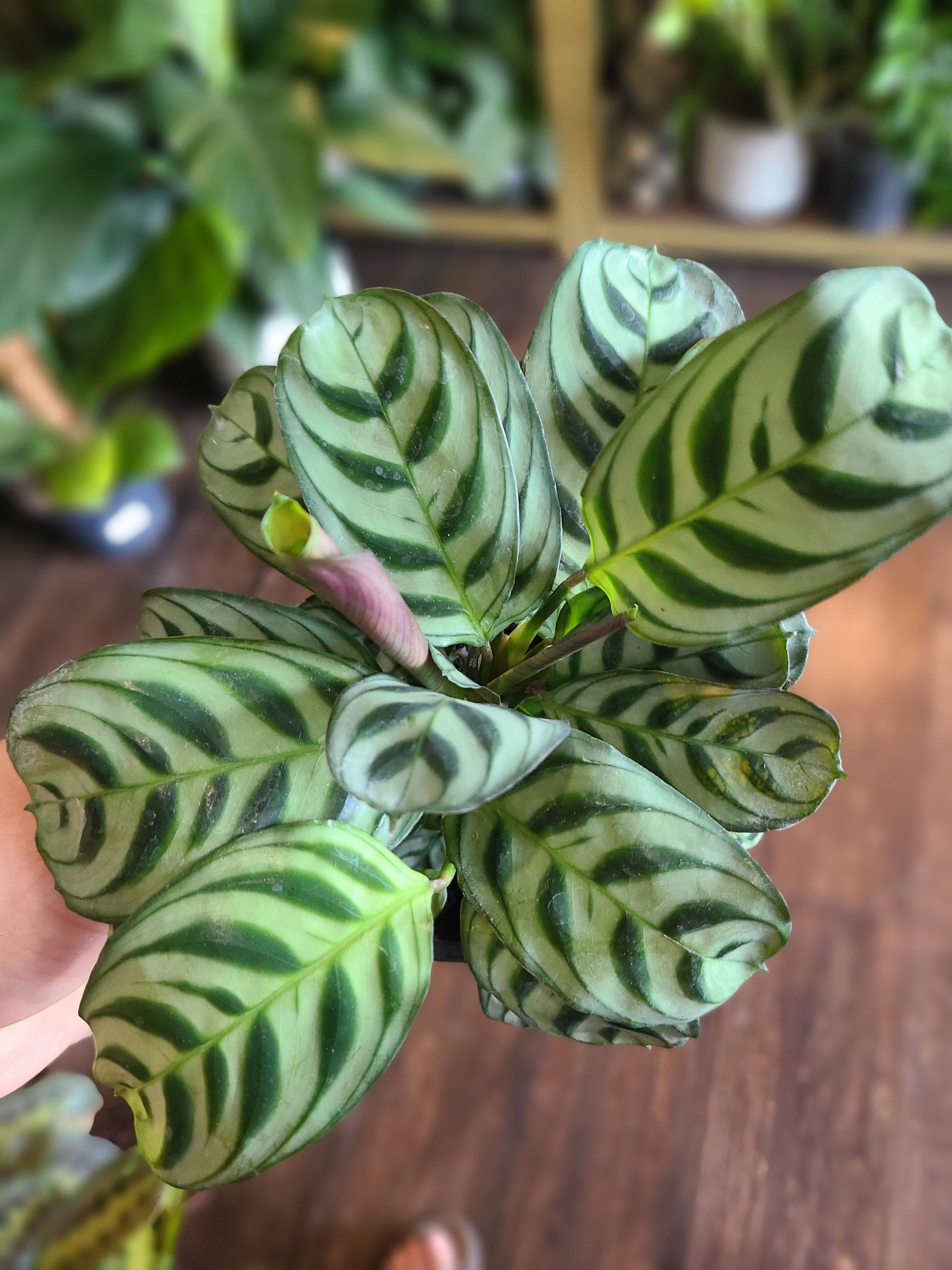 Ctenanthe burle-marxii 'Fishbone Prayer Plant' 4" | Plantstay ...