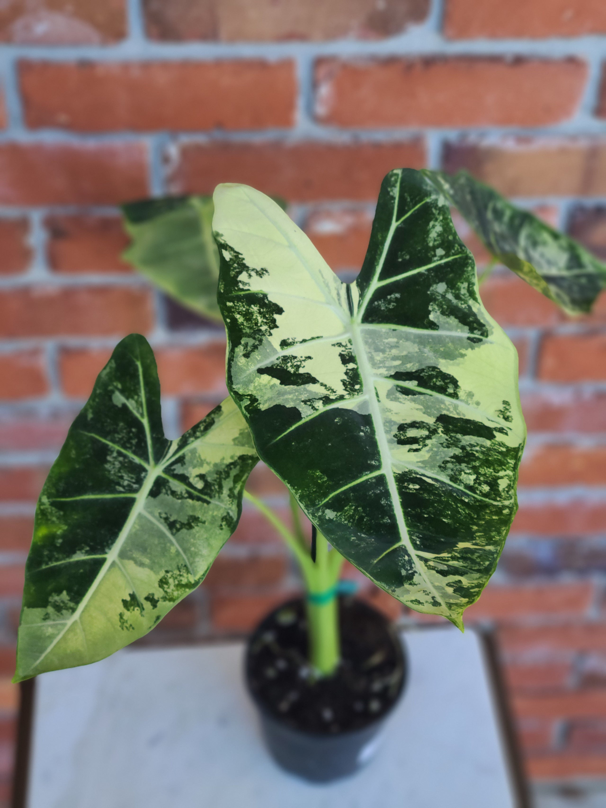 Variegated Alocasia Frydek 4" | Plantstay | Gainesville Houseplant Shop