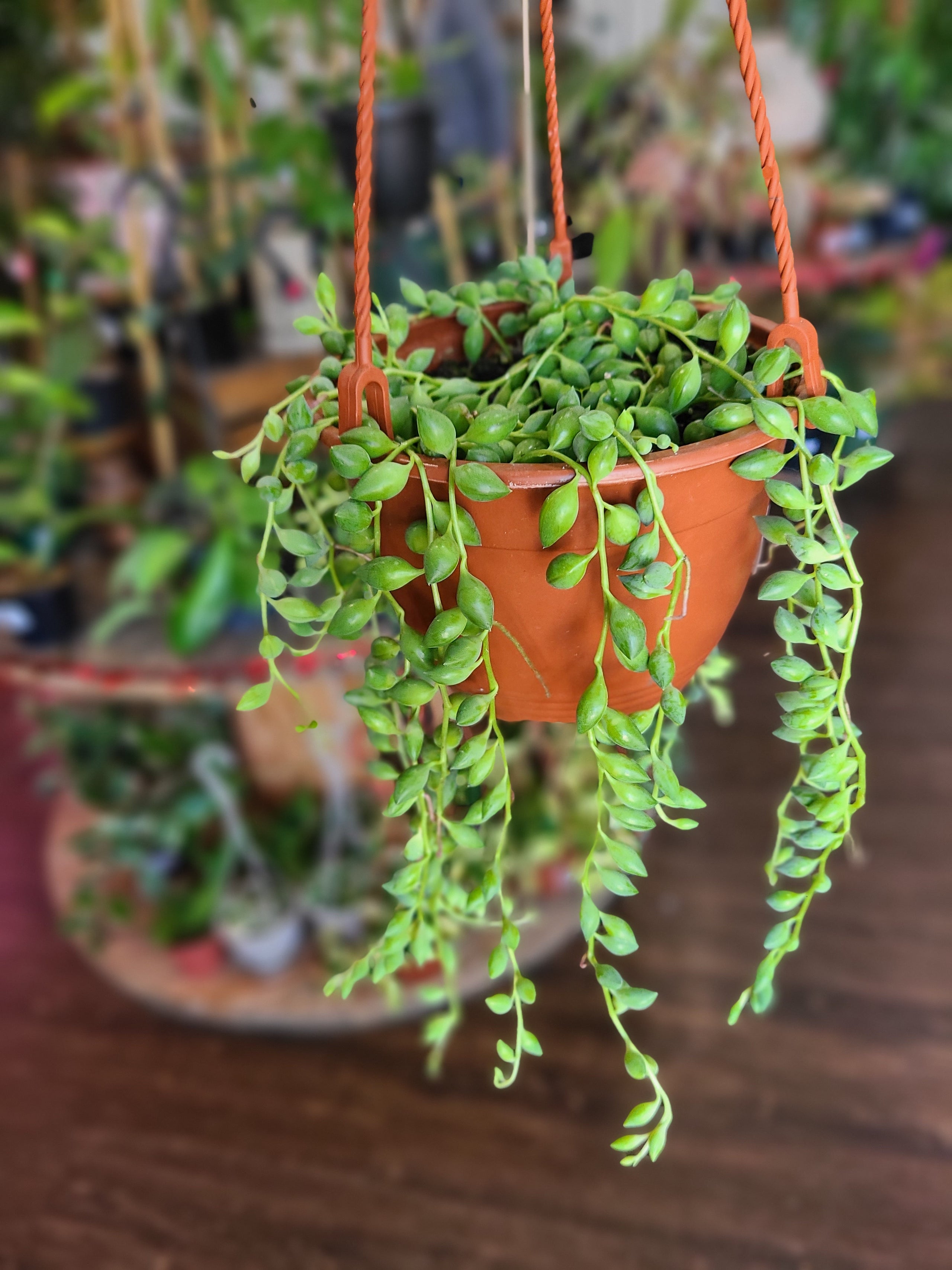 String of Tears 6" HB | Plantstay | Gainesville Houseplant Shop