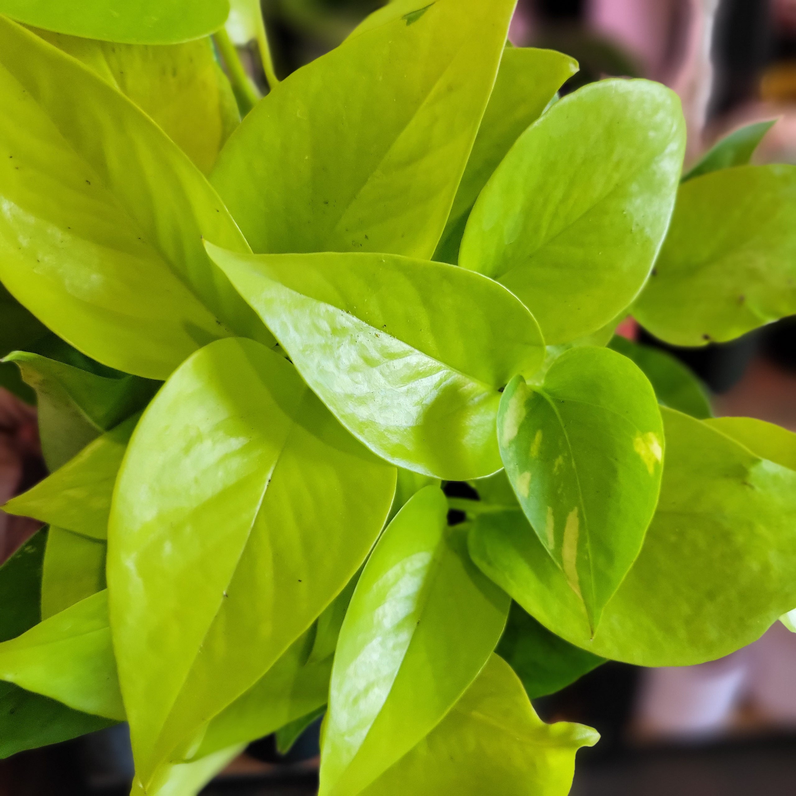Epipremnum Aureum 'Neon Pothos' 4" | Plantstay | Gainesville Houseplant ...