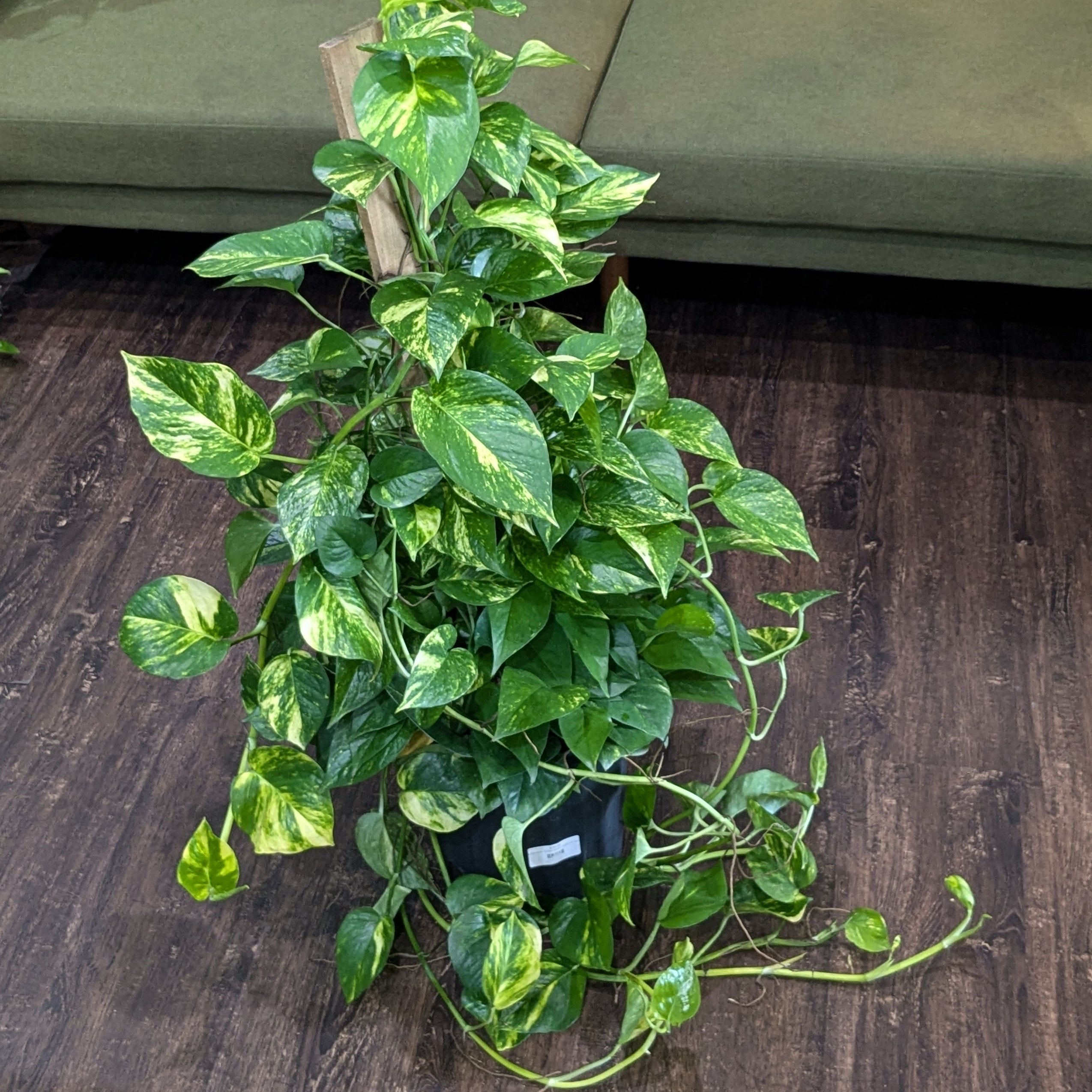 Epipremnum Aureum 'Golden Pothos' 8" Totem | Plantstay | Gainesville ...