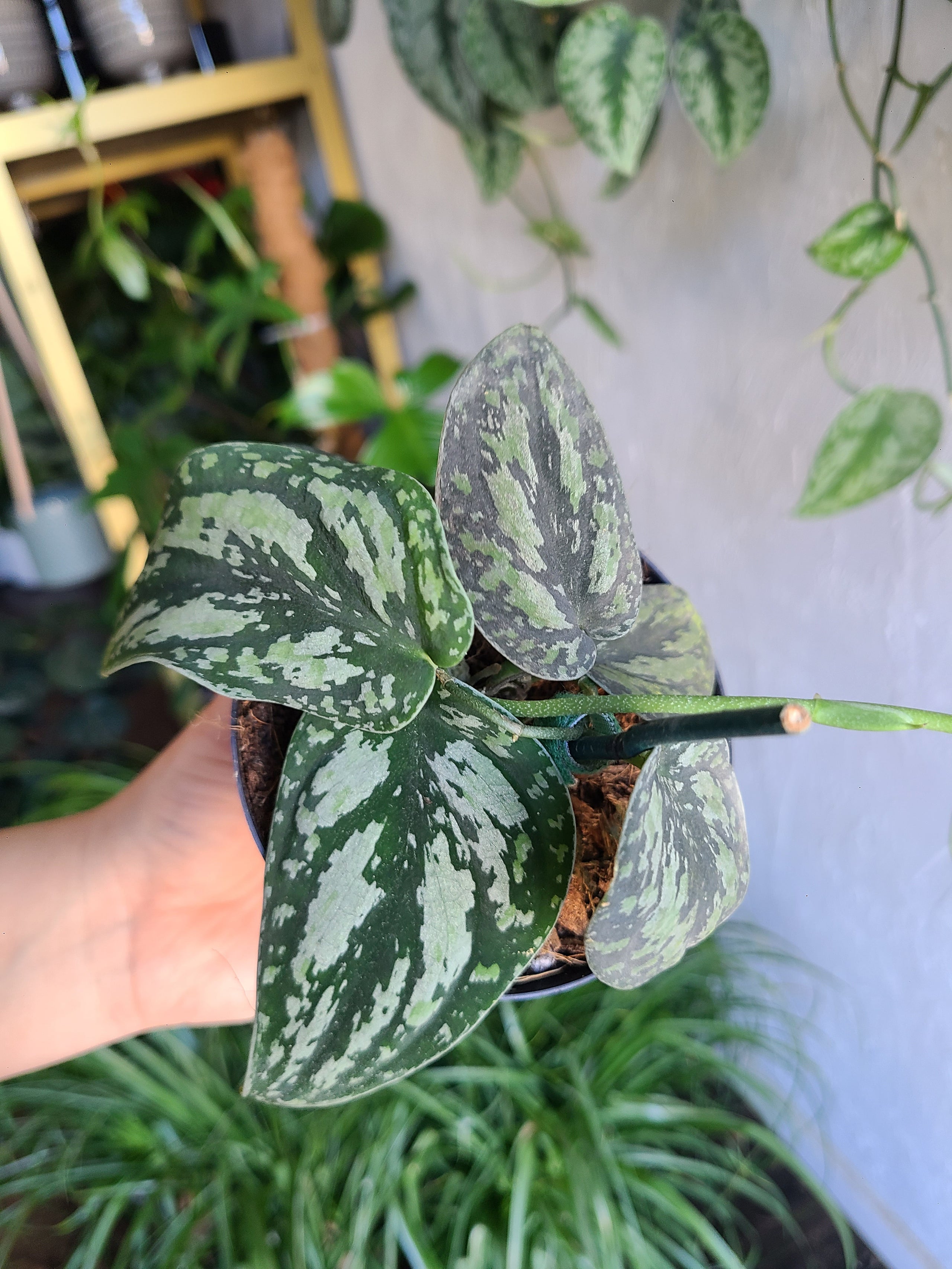 Scindapsus Tricolor 4.5" | Plantstay | Gainesville Houseplant Shop