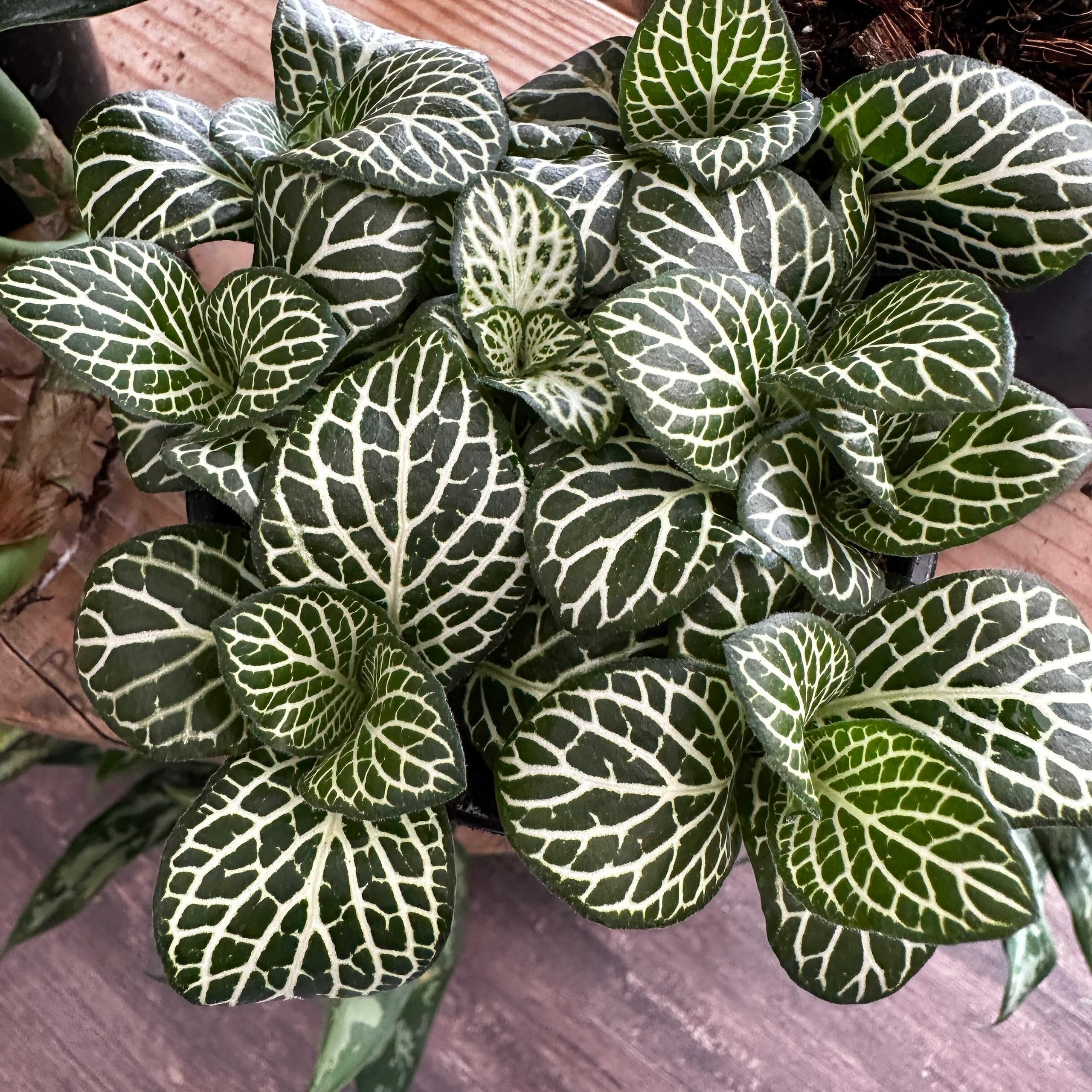 Fittonia Albivenis 'Nerve Plant' 4" | Plantstay | Gainesville ...