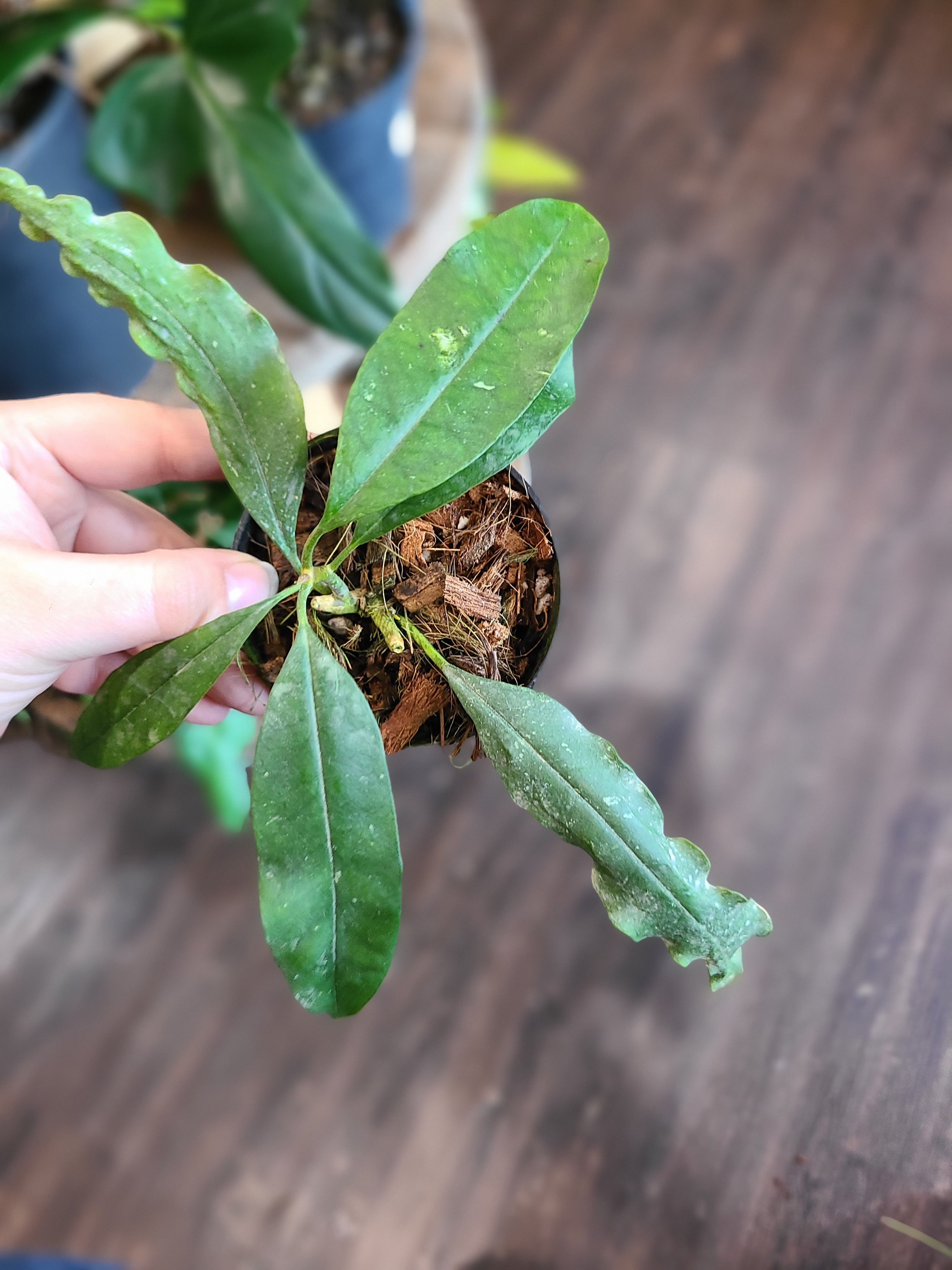 Hoya Multiflora SV-406 3" | Plantstay | Gainesville Houseplant Shop