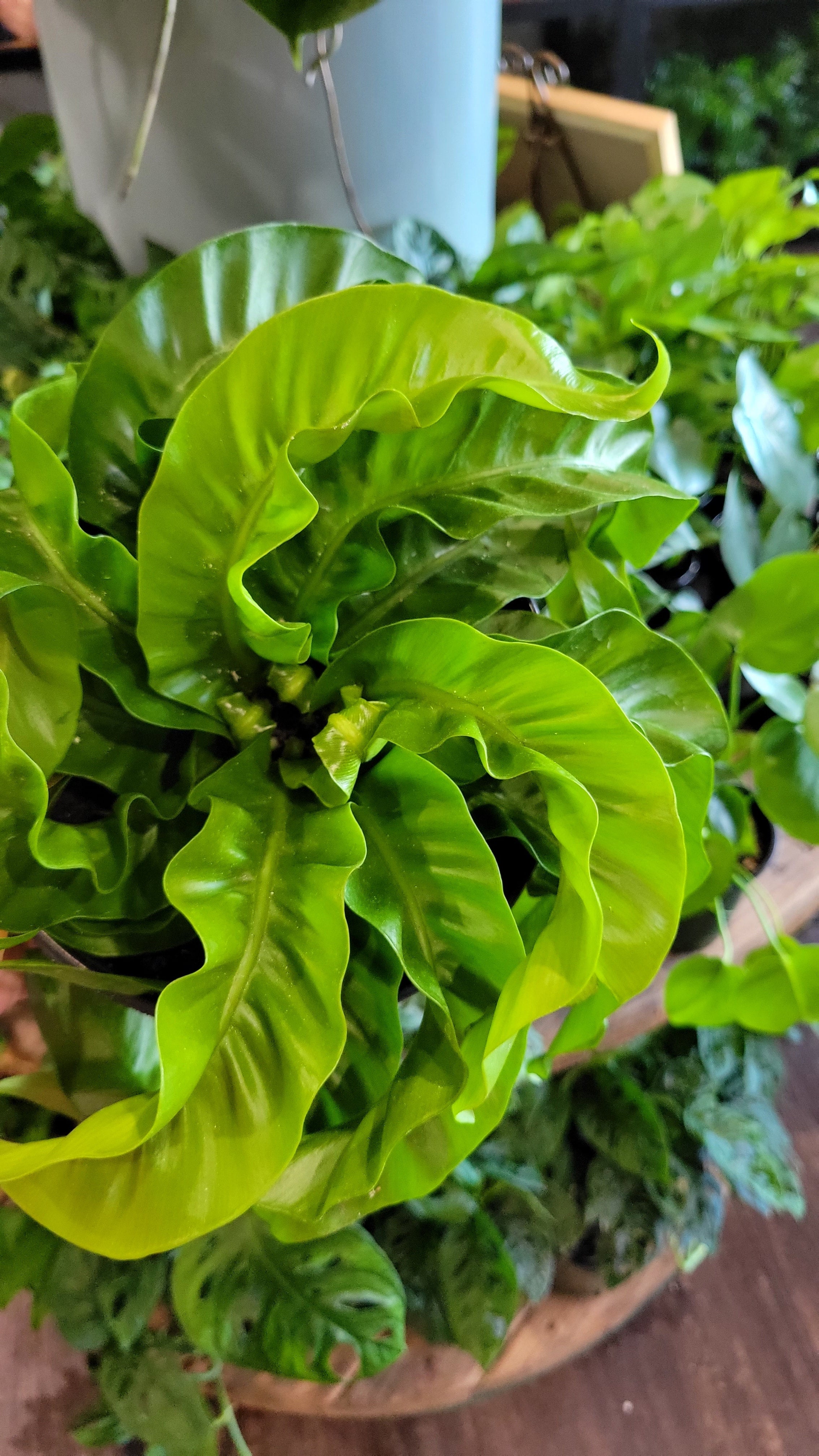 Hurricane Bird's Nest Fern 6" | Plantstay | Gainesville Houseplant Shop