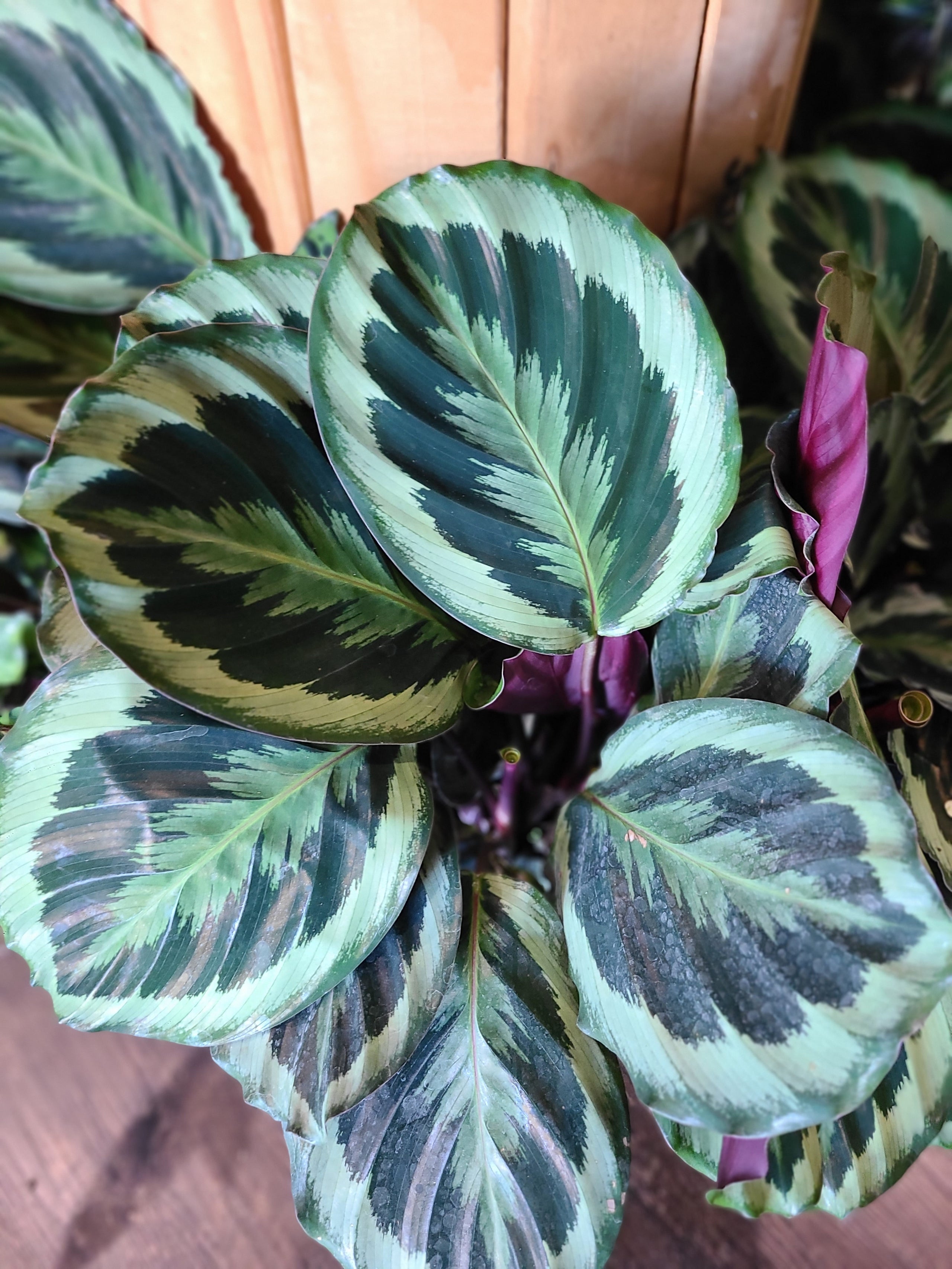Calathea 'Marion' 6" | Plantstay | Gainesville Houseplant Shop