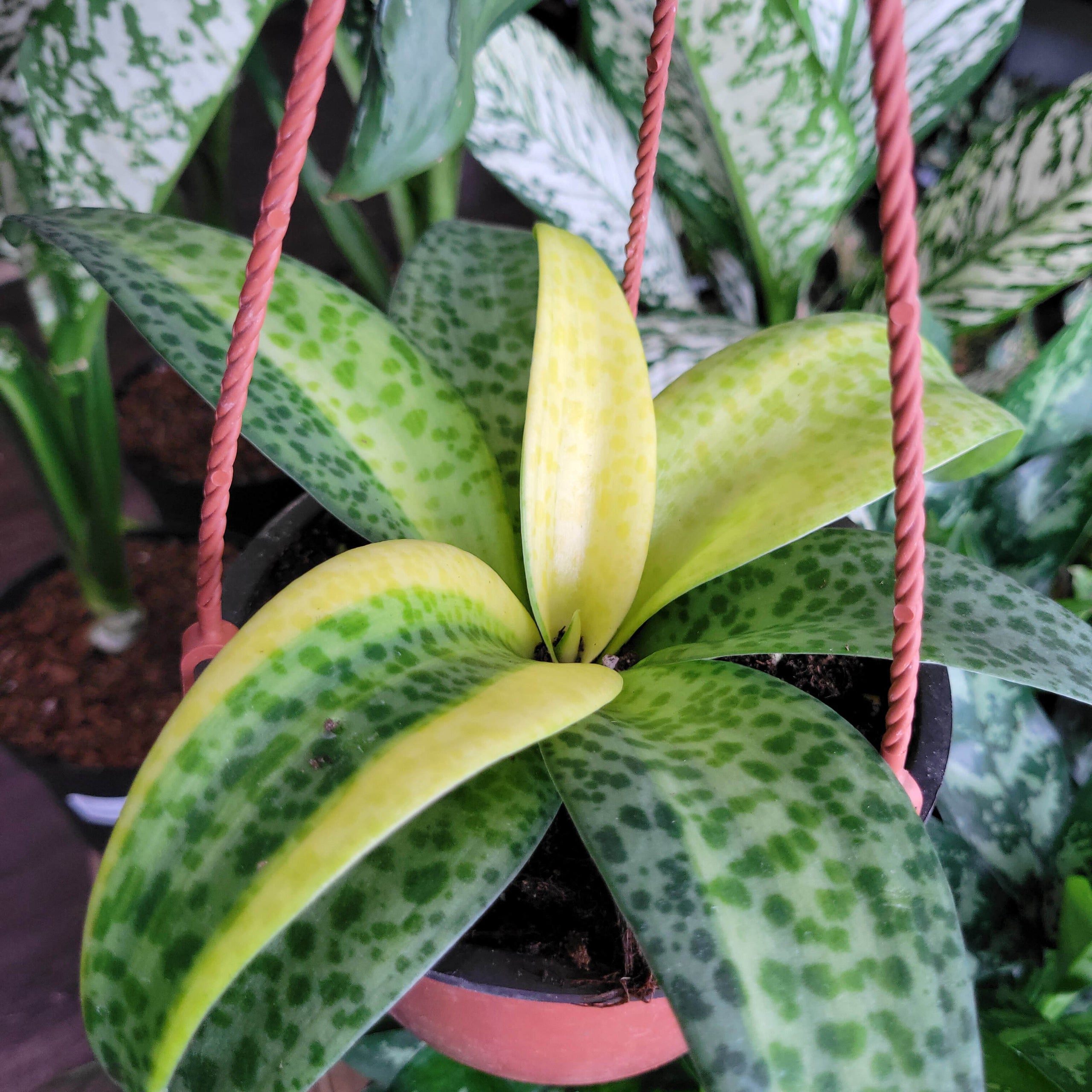 Lilium Pardalinum 'Leopard Lily' 6" | Plantstay | Gainesville ...