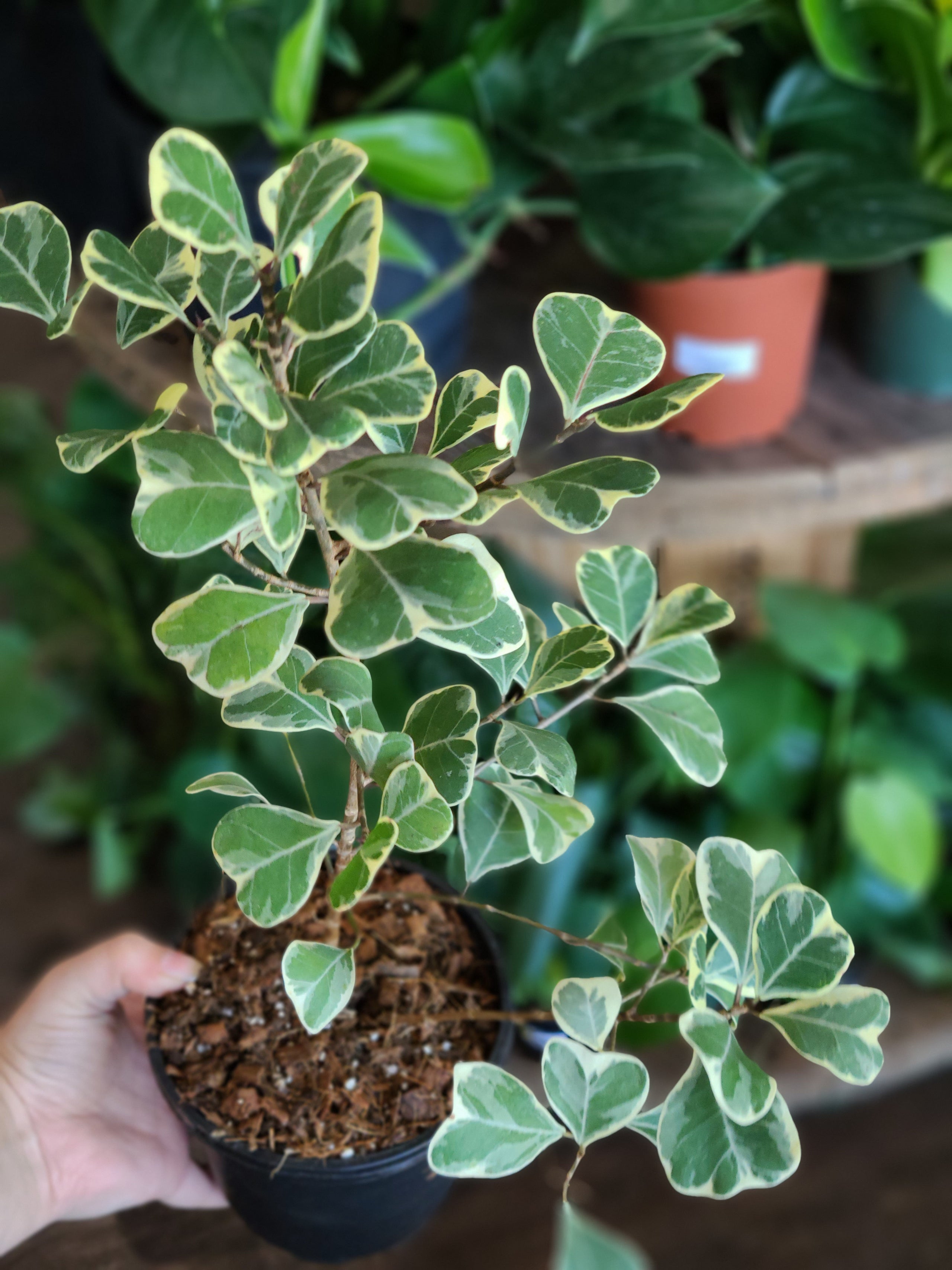 Ficus Triangularis Variegata 4" | Plantstay | Gainesville Houseplant Shop