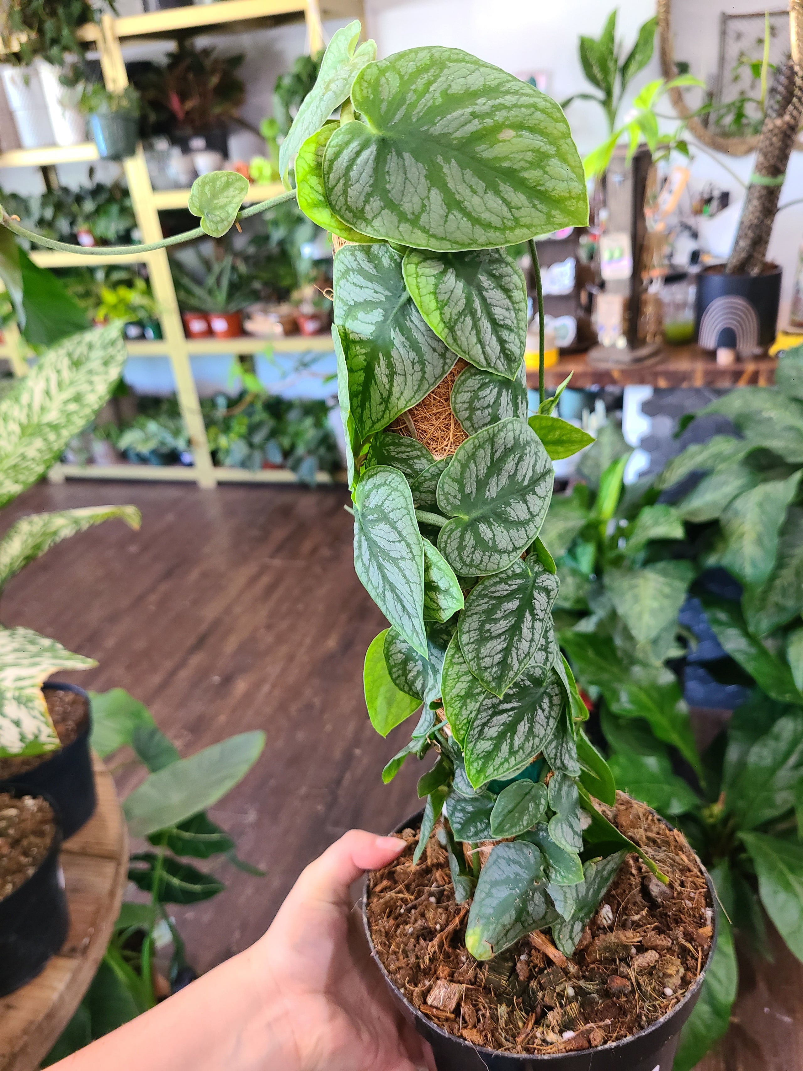 Monstera Dubia 6" | Plantstay | Gainesville Houseplant Shop