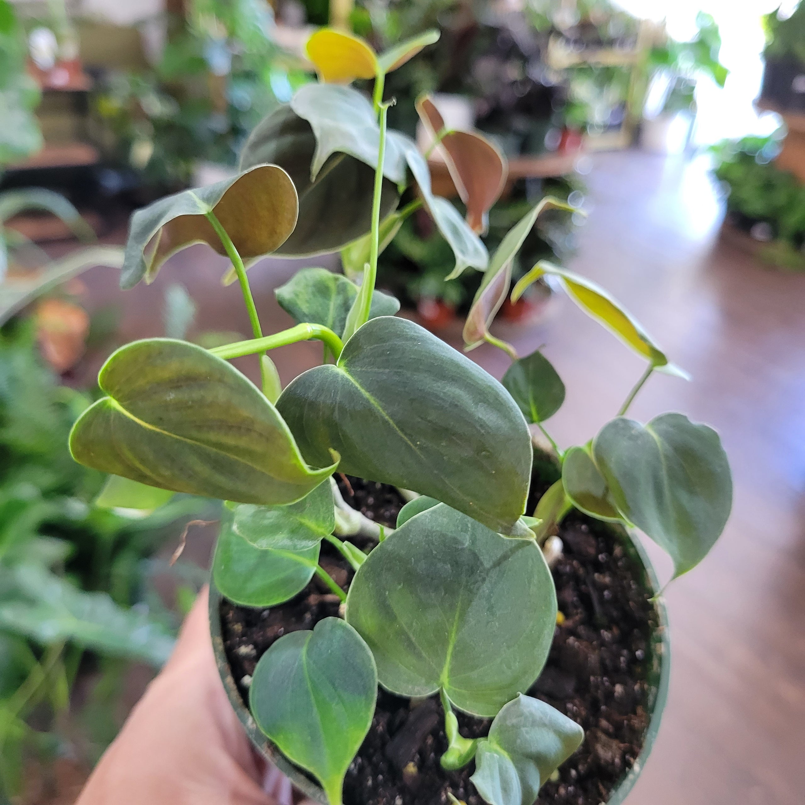 Philodendron Lupinum 4" | Plantstay | Gainesville Houseplant Shop