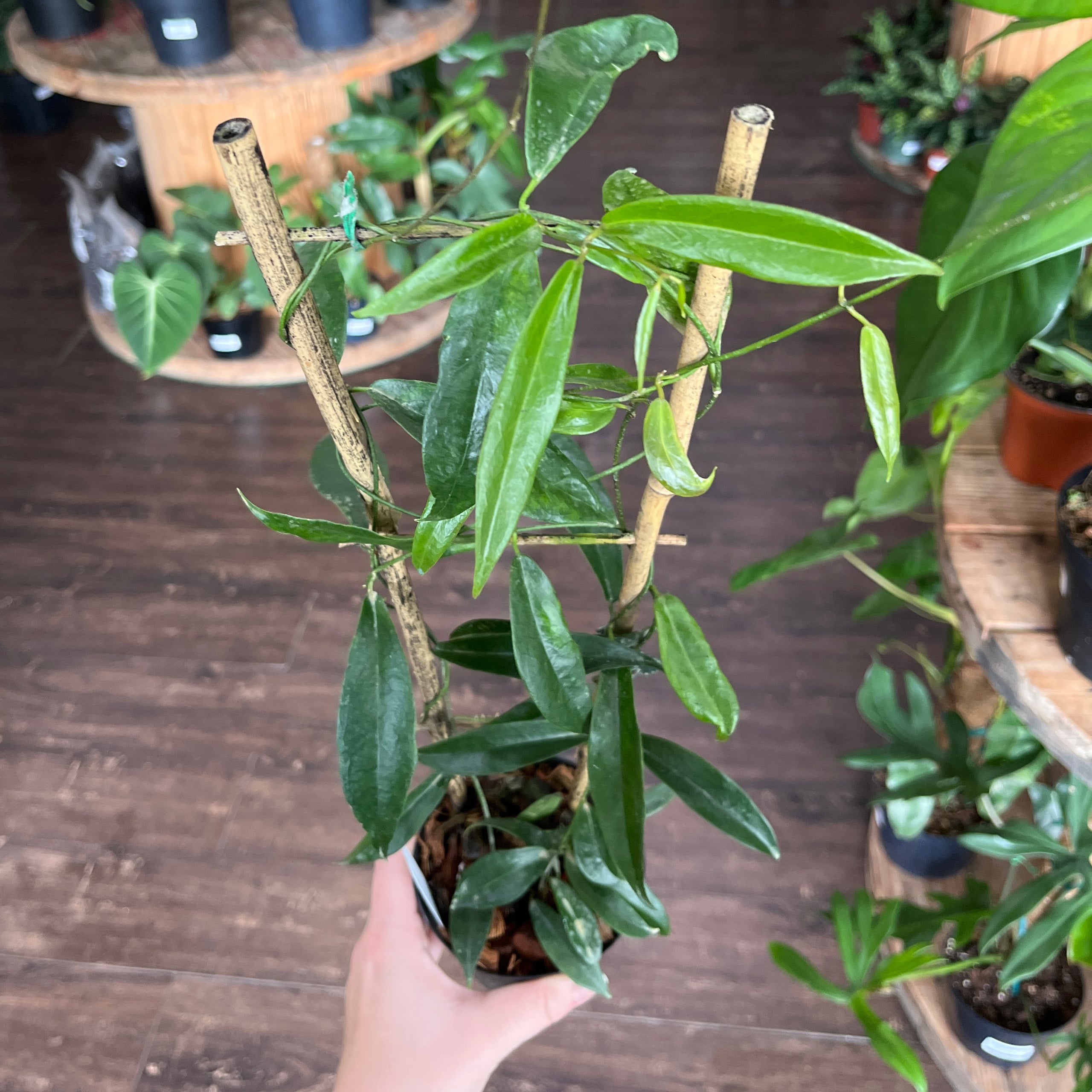 Hoya Filiformis (trellis) 3" | Plantstay | Gainesville Houseplant Shop