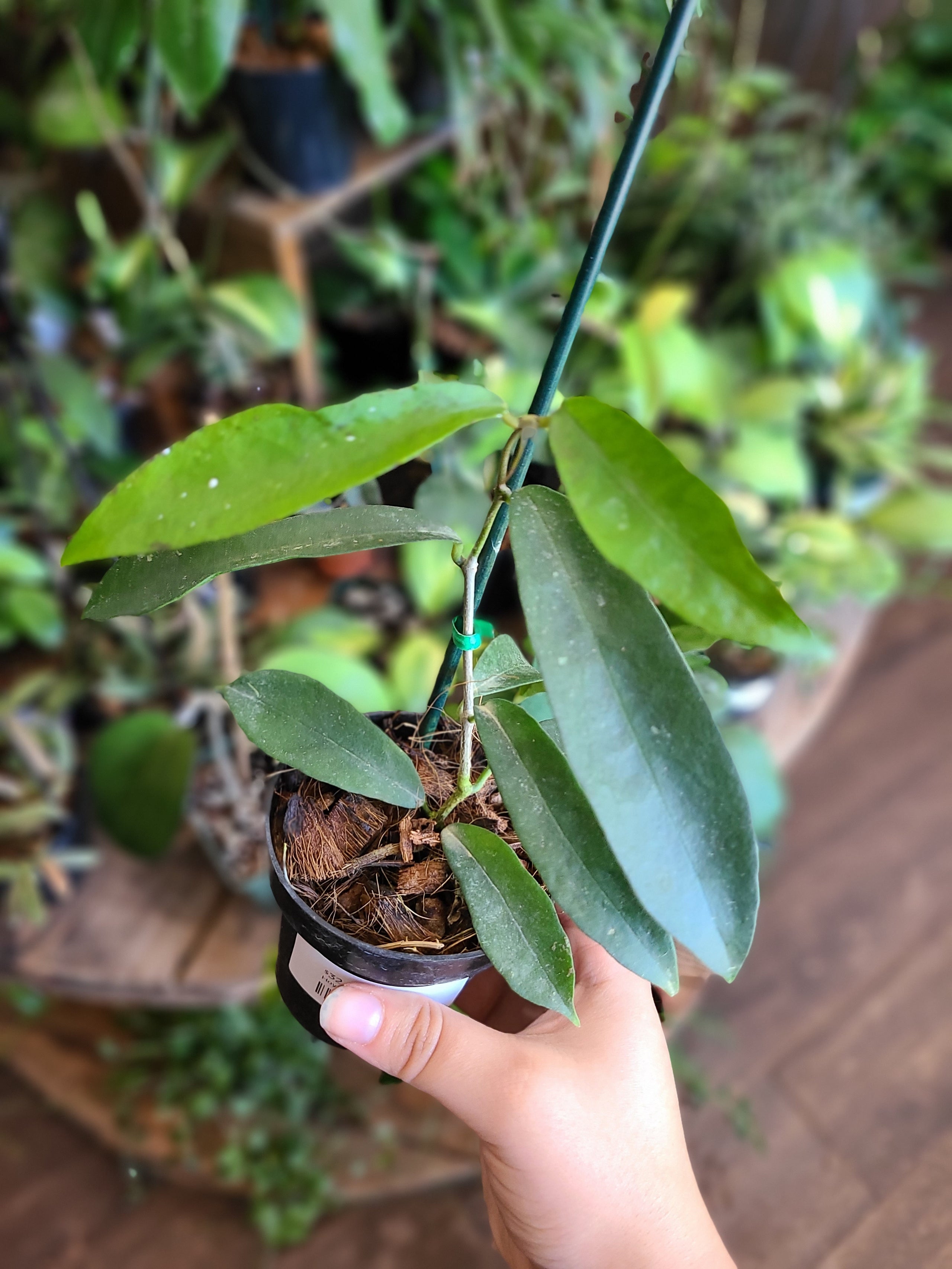 Hoya Oblongacutifolia 3" | Plantstay | Gainesville Houseplant Shop